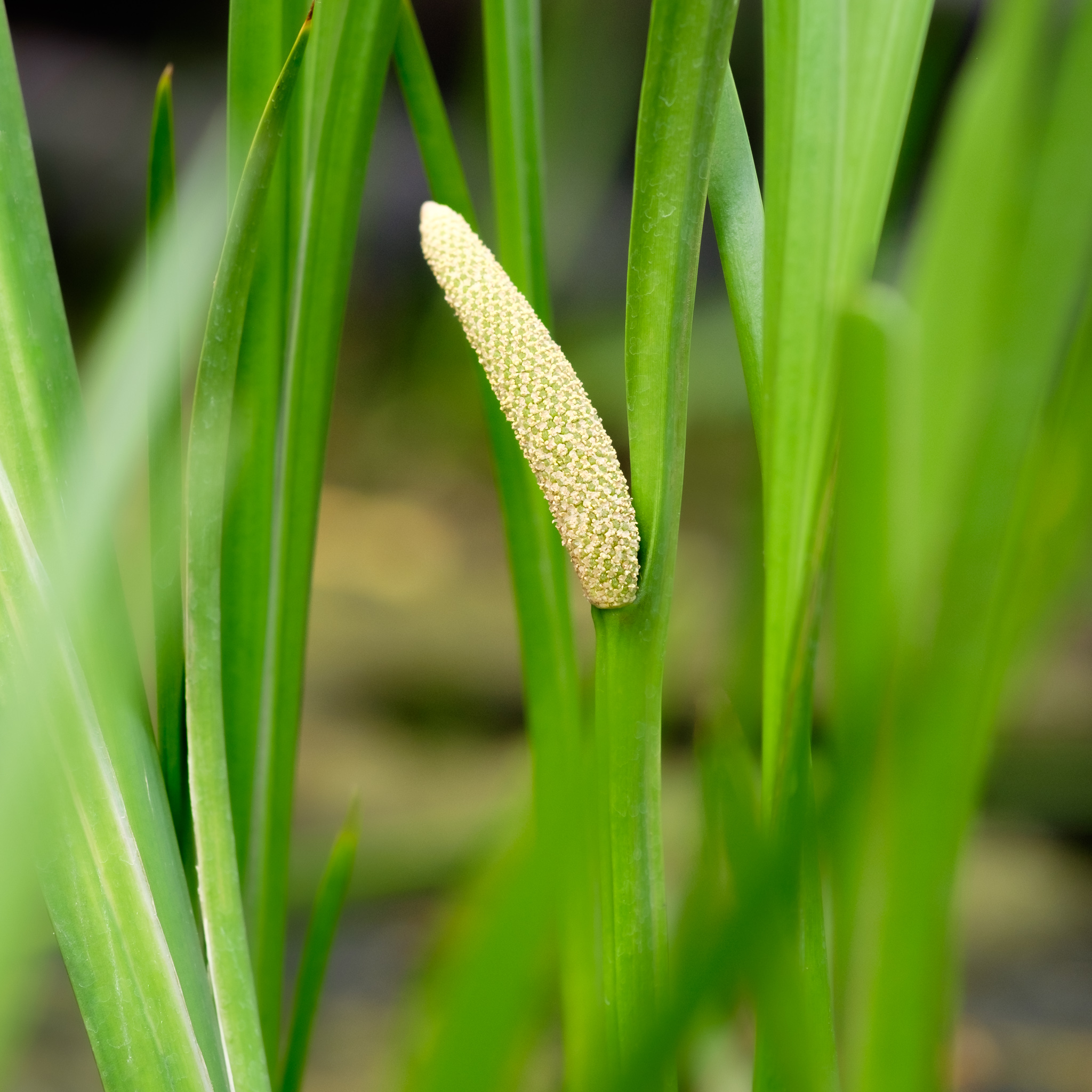 Acorus calamus - Vijverplanten online