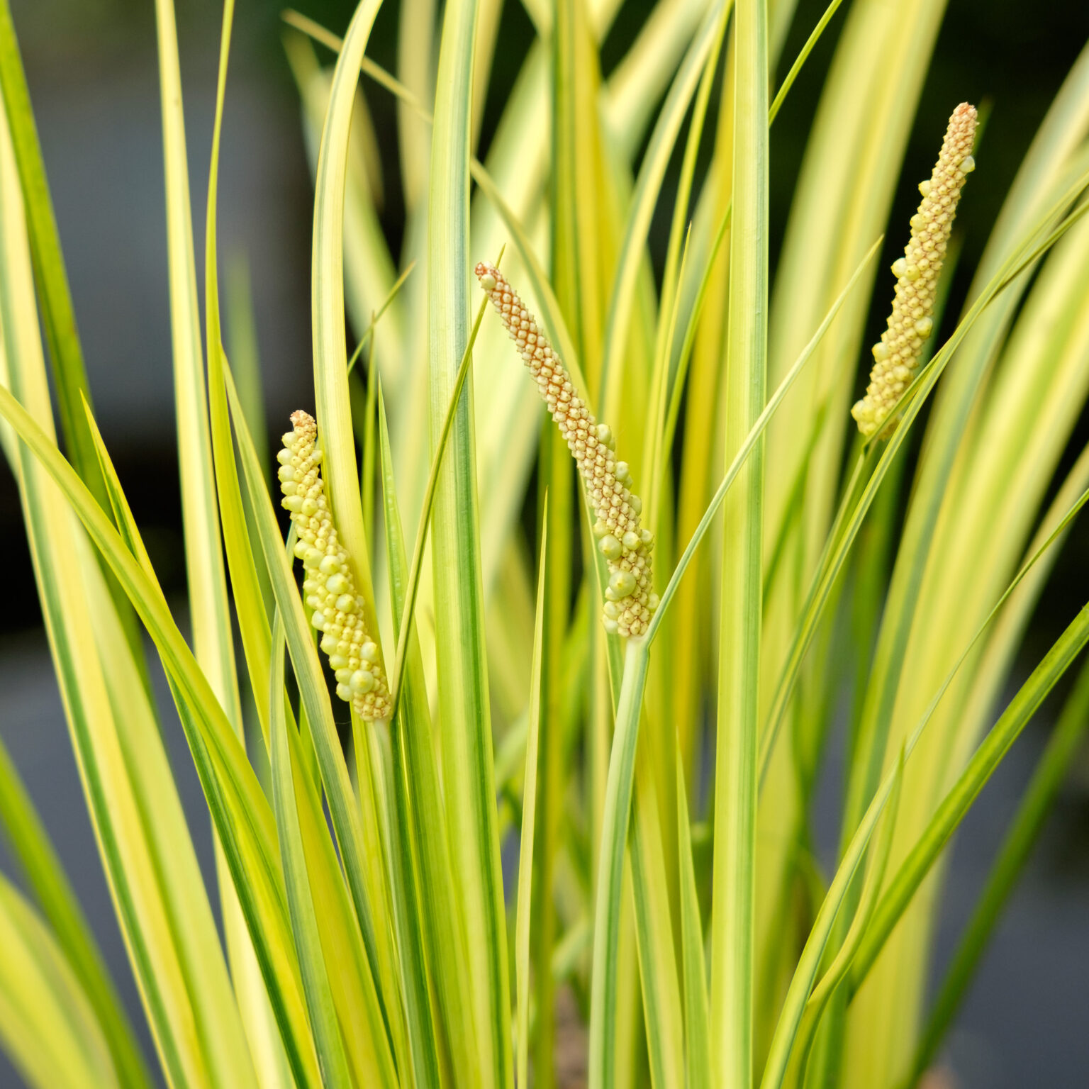 Producten - Vijverplanten online