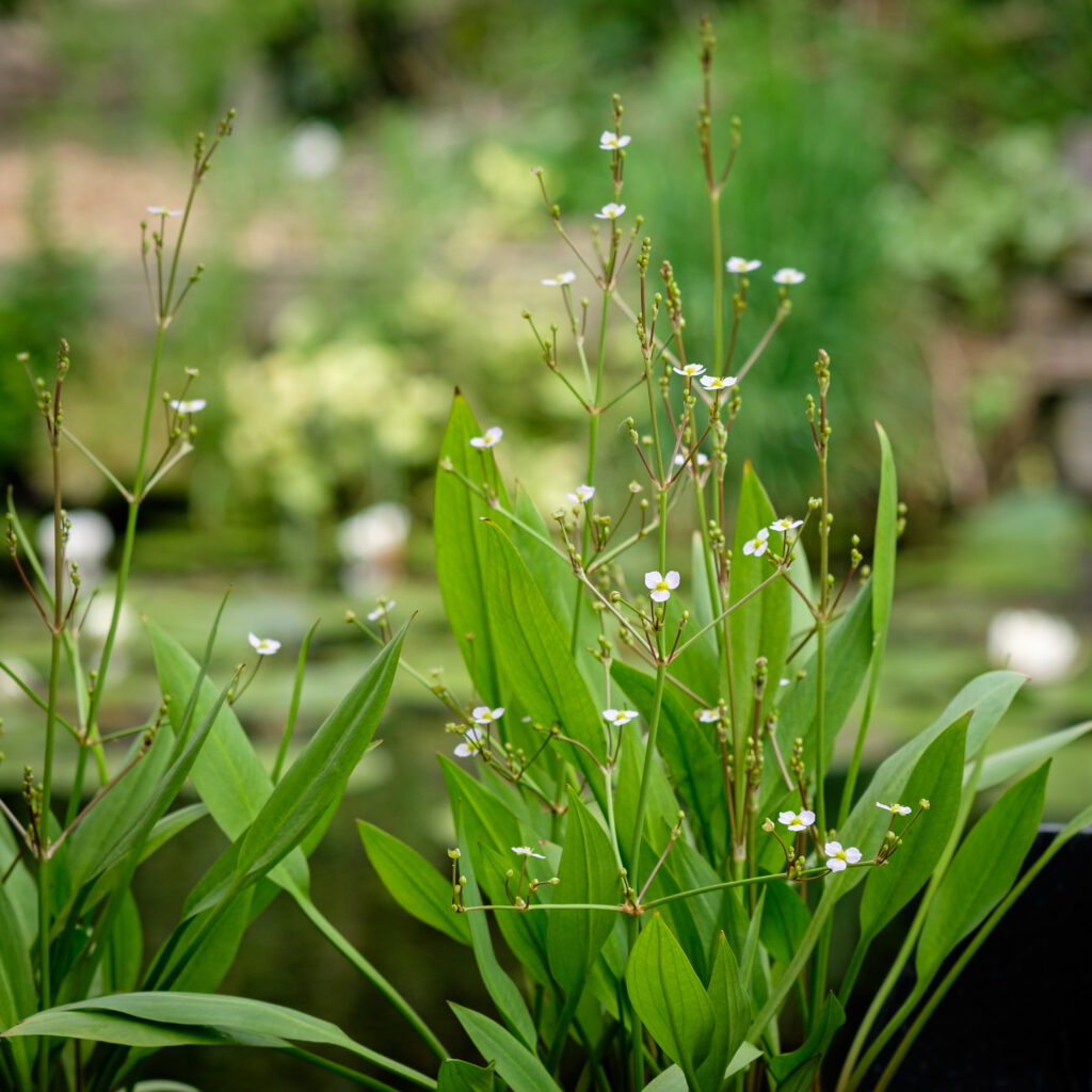 Alisma lanceolatum - Vijverplanten online