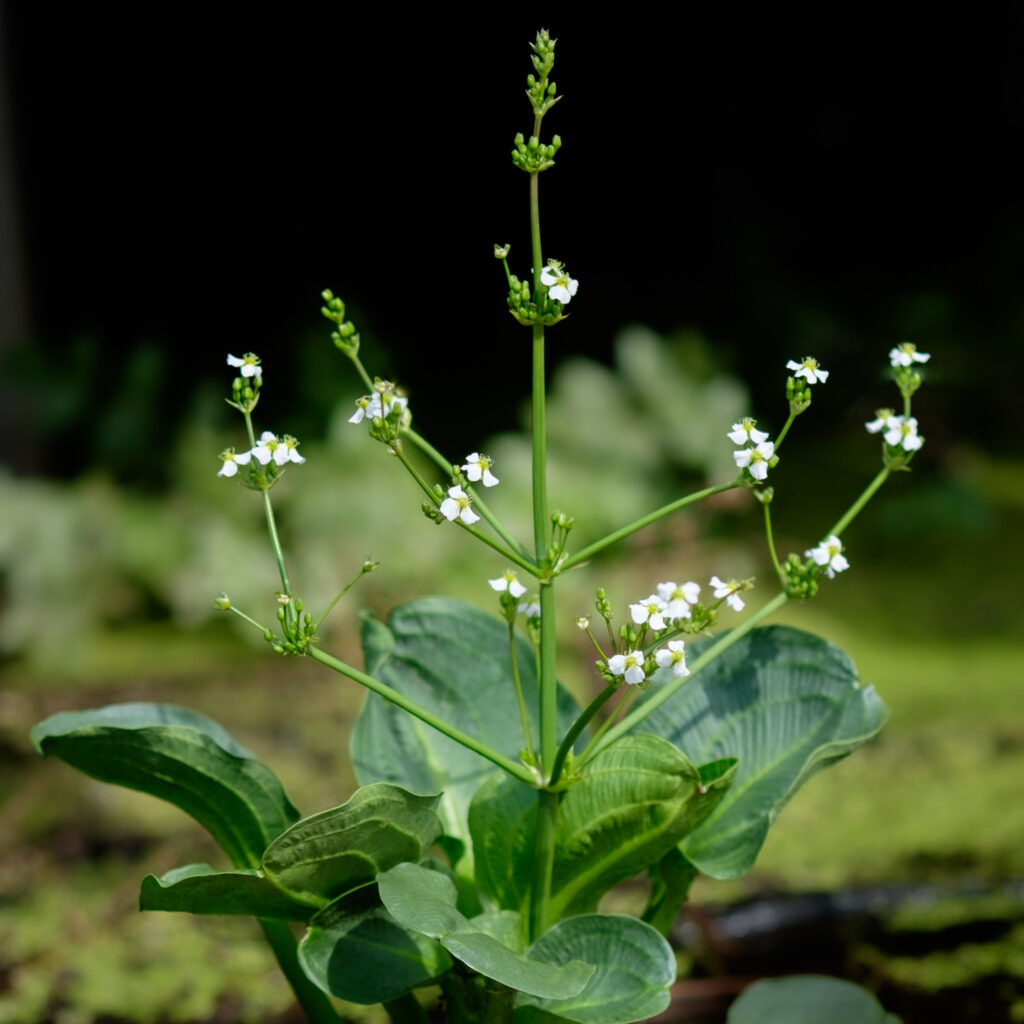 Alisma parviflorum - Vijverplanten online