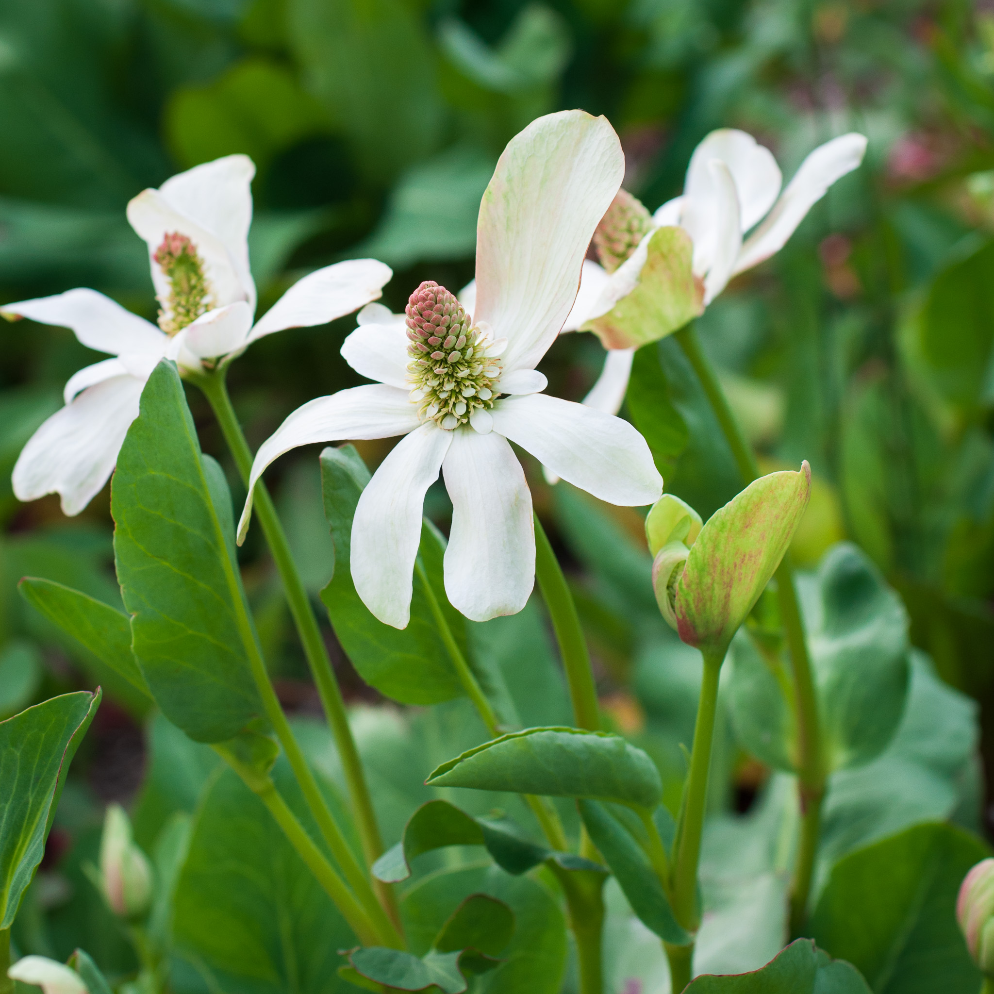 Anemopsis californica - Vijverplanten online