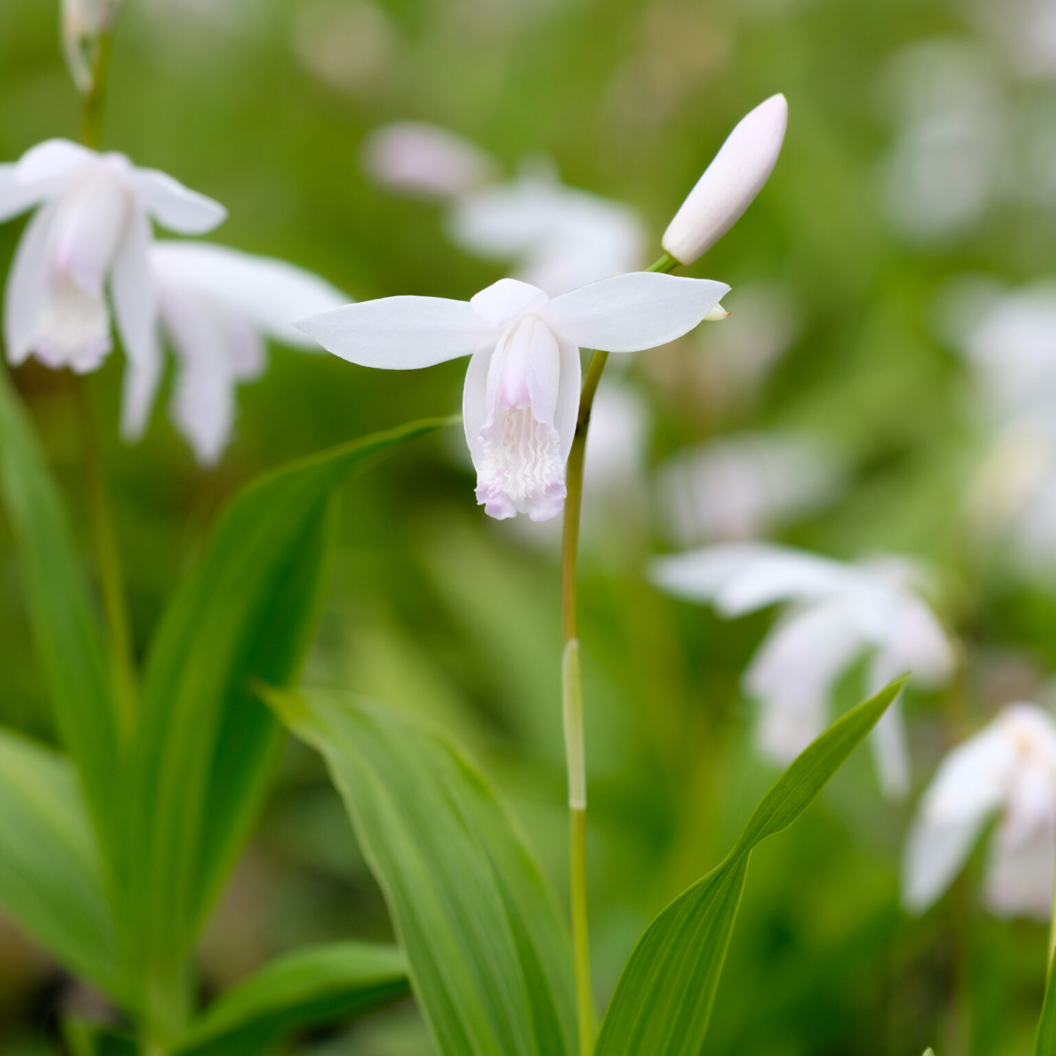 Bletilla striata Alba - Vijverplanten online