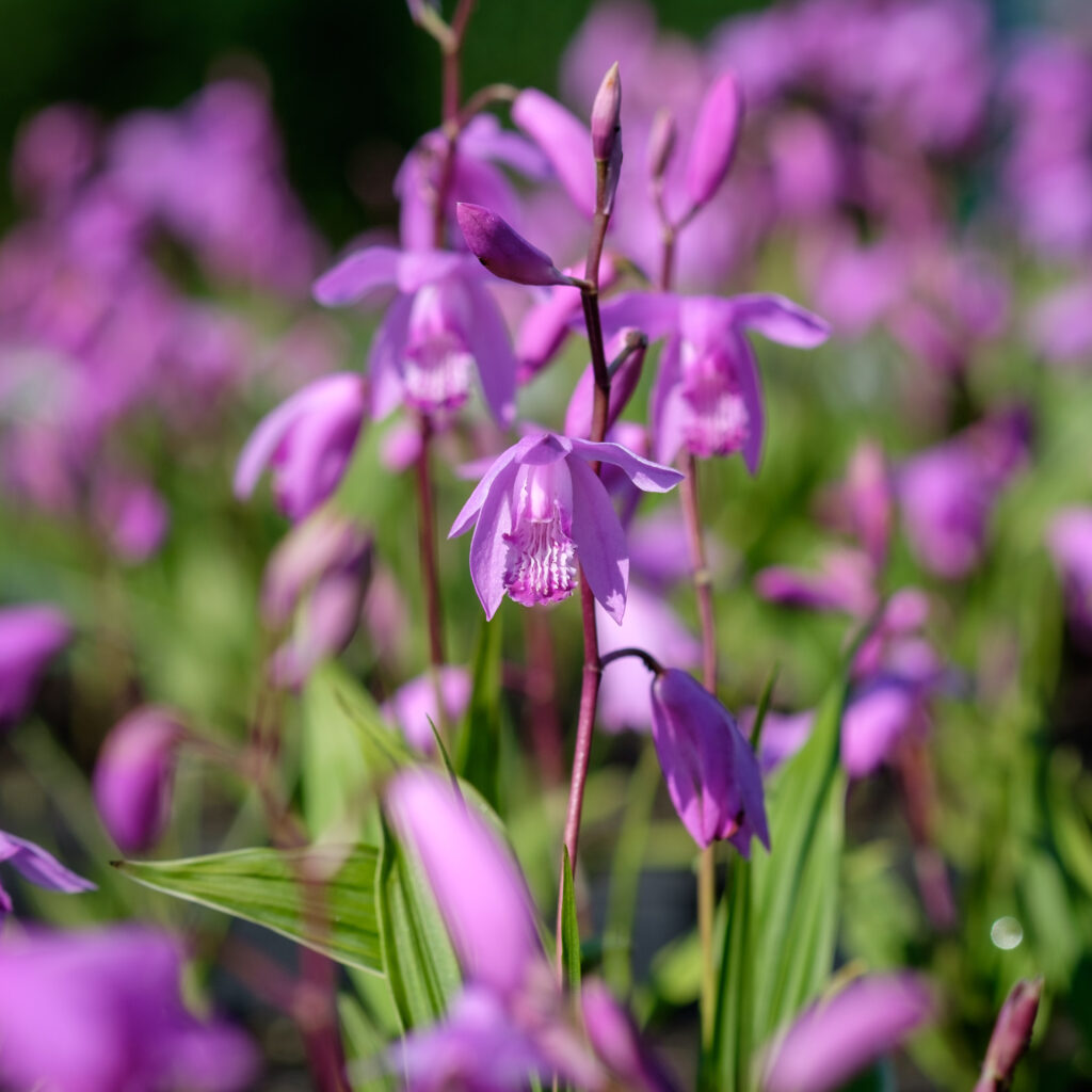 Bletilla striata - Vijverplanten online