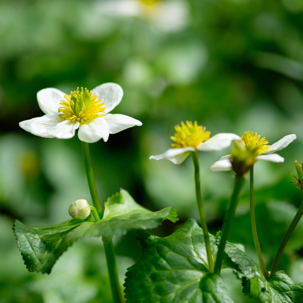 Caltha palustris alba - Vijverplanten online