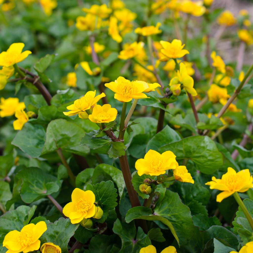 Caltha palustris Polypetala - Vijverplanten online