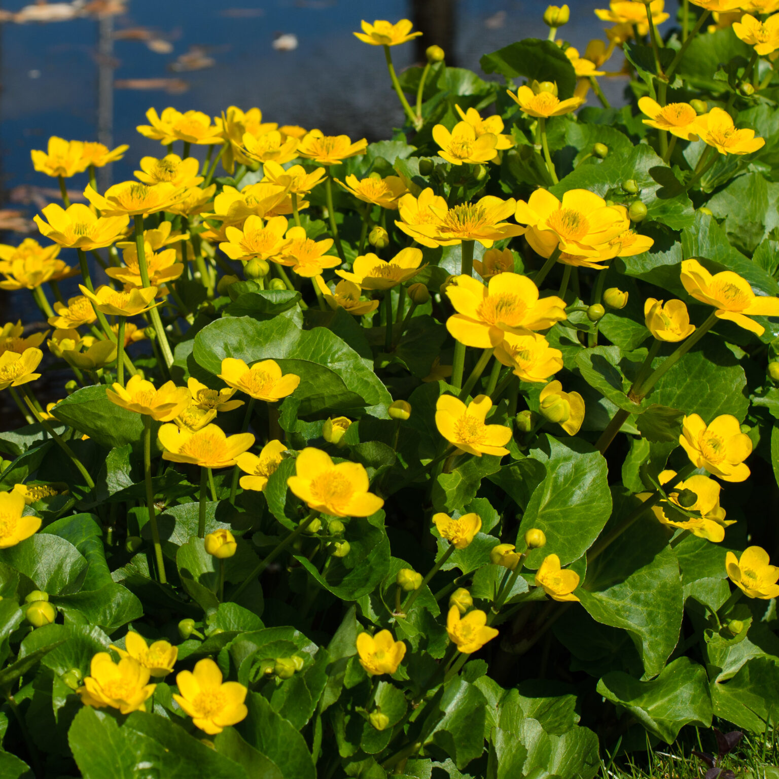Caltha palustris - Vijverplanten online