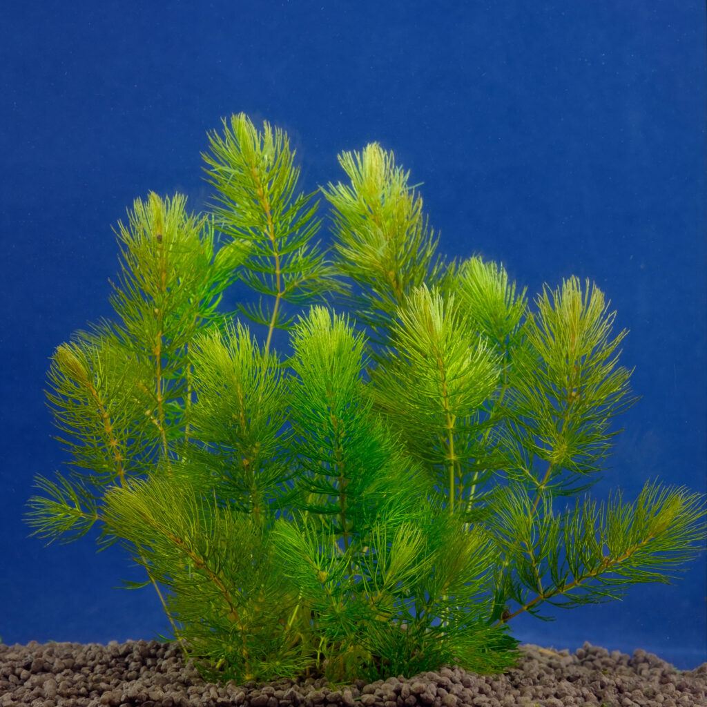 Ceratophyllum demersum - Vijverplanten online