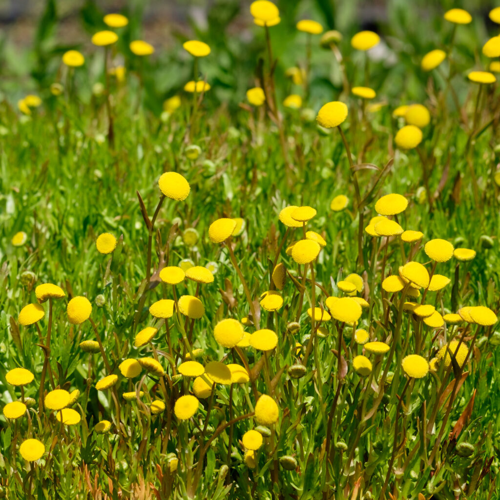 Cotula coronopifolia - Vijverplanten online