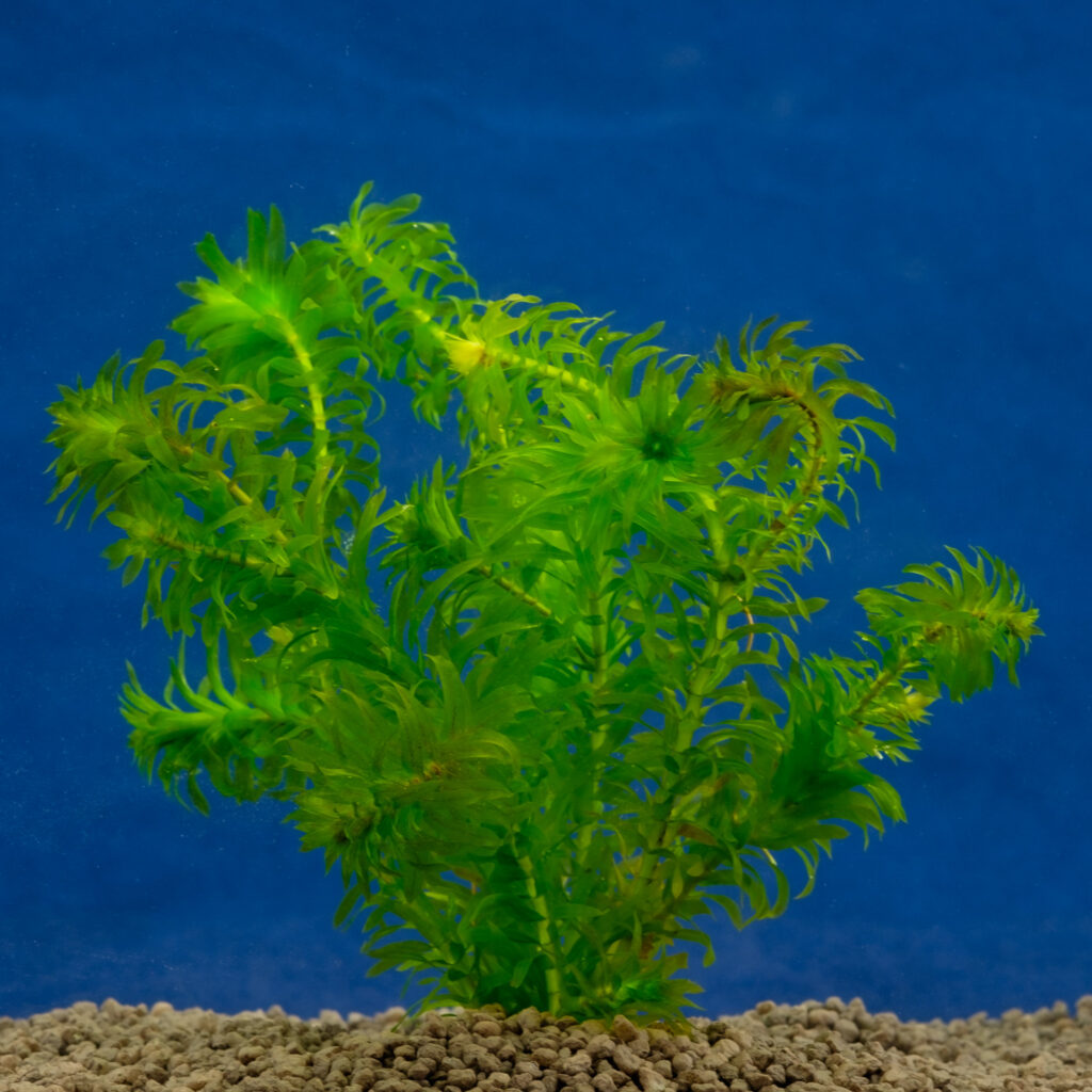 Egeria densa - Vijverplanten online