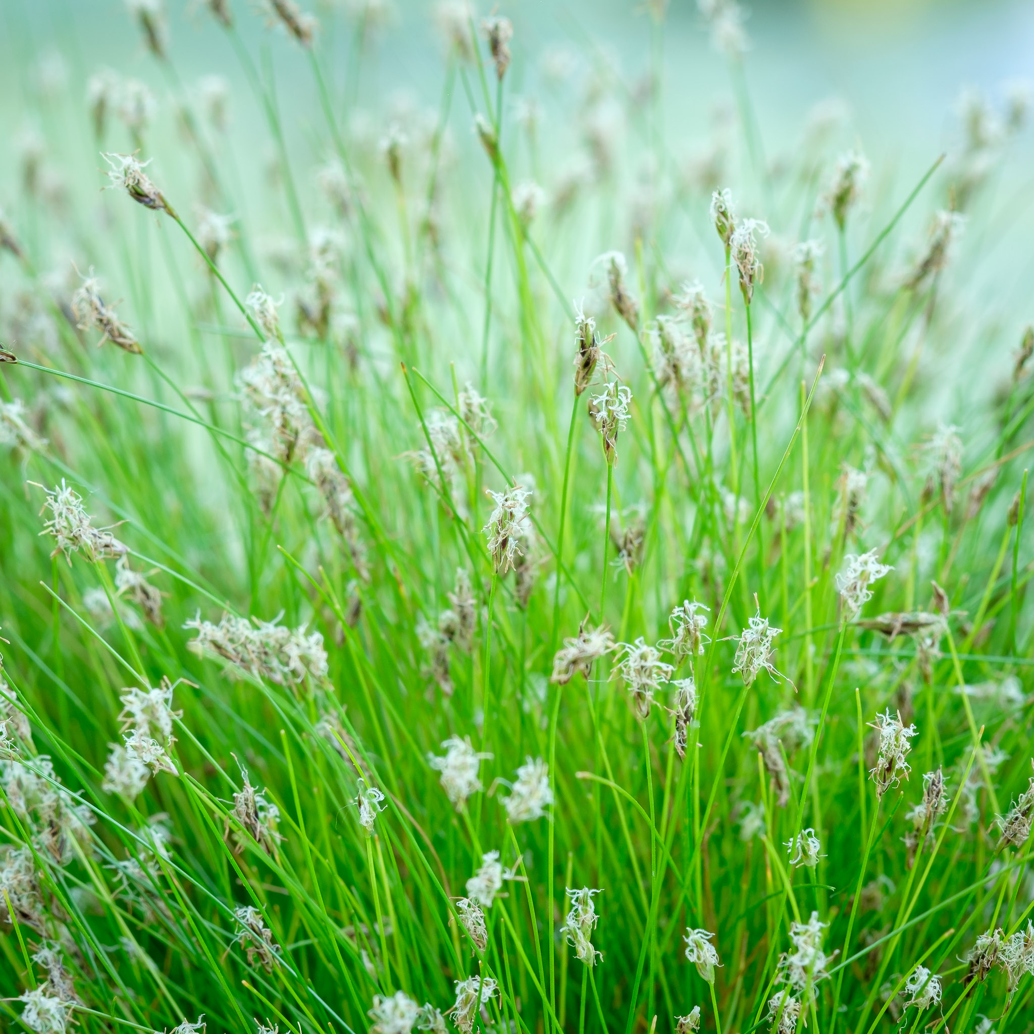 Eleocharis acicularis - Vijverplanten online