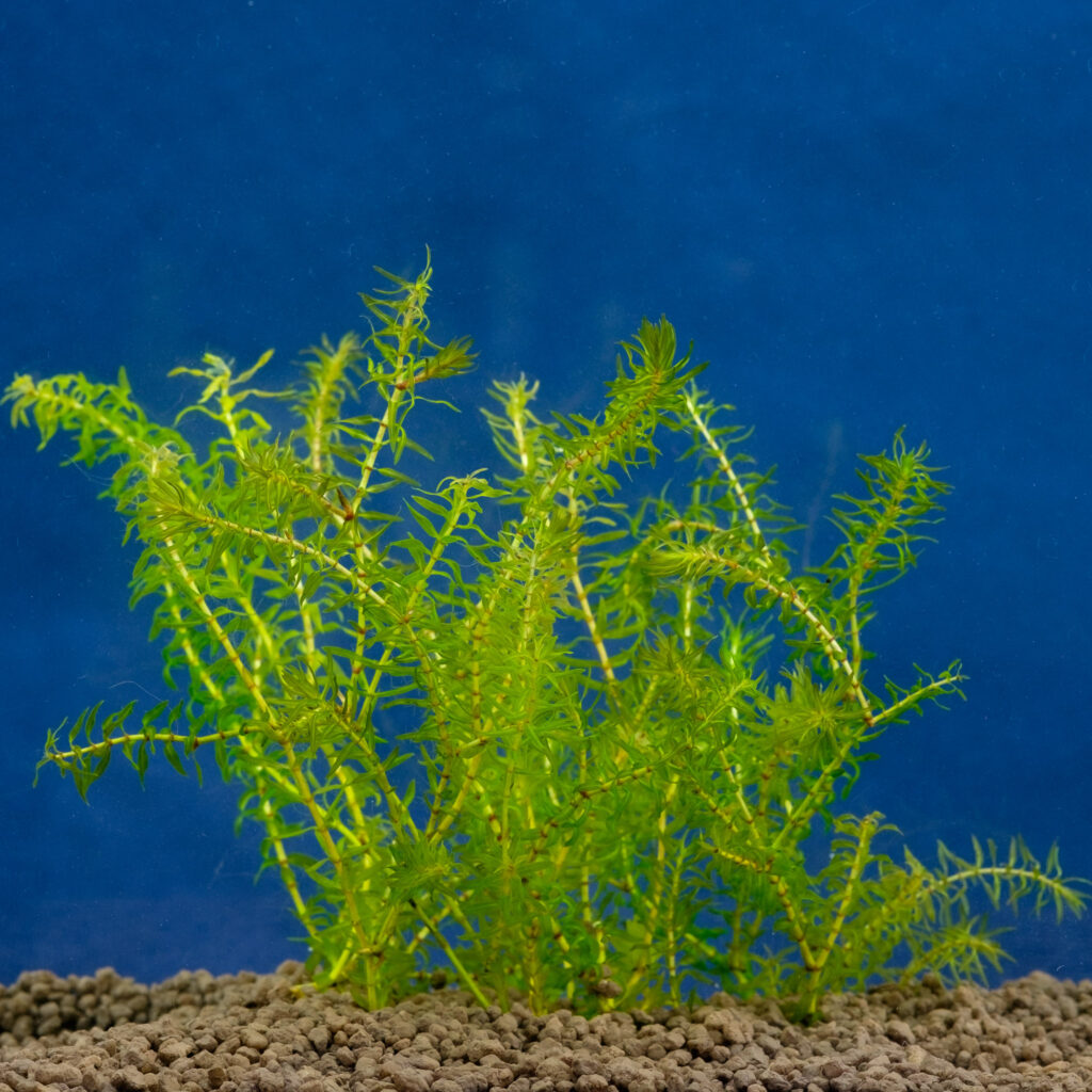 Elodea canadensis - Vijverplanten online
