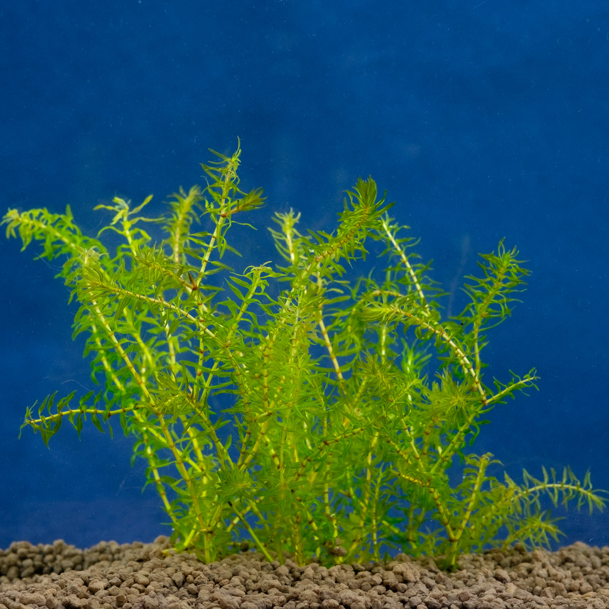 Celula De Elodea Canadensis Elodea Canadensis An Overview
