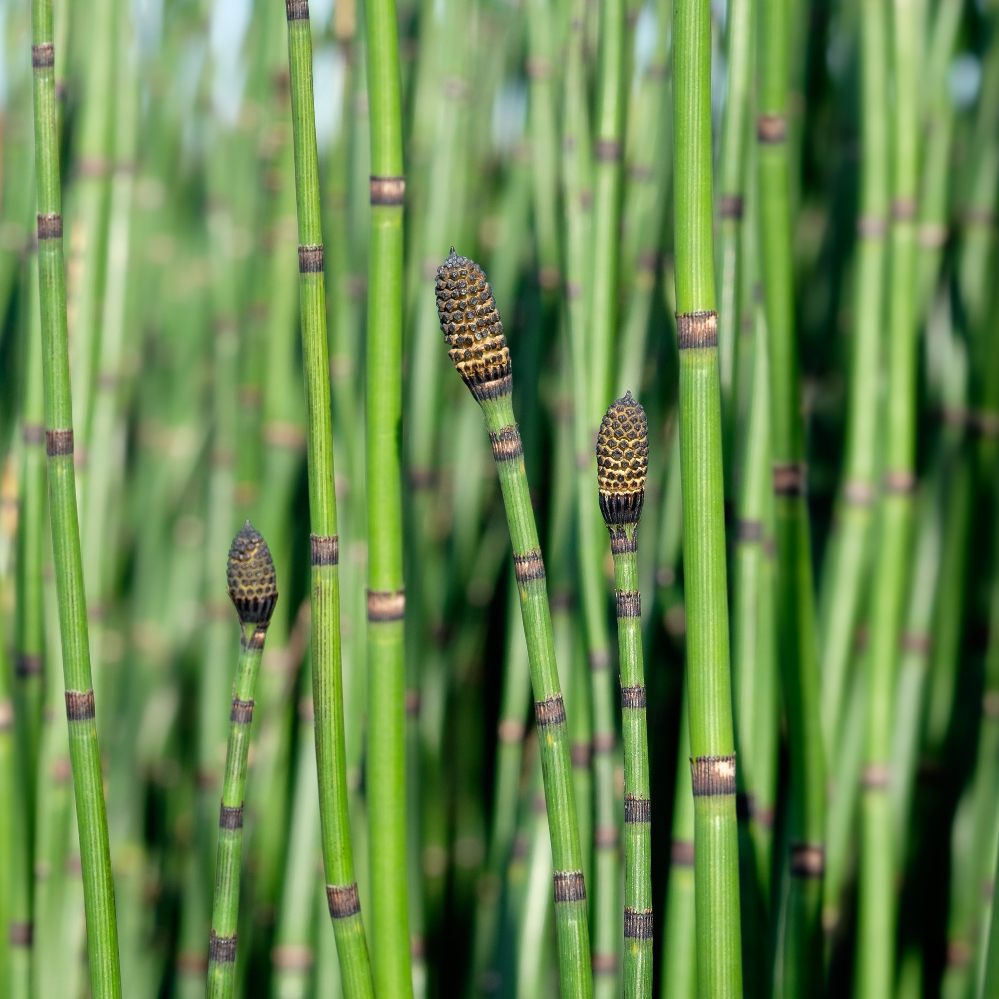Equisetum Exquisite Equisetum | A Horsetail Tale — Ravensong Seeds
