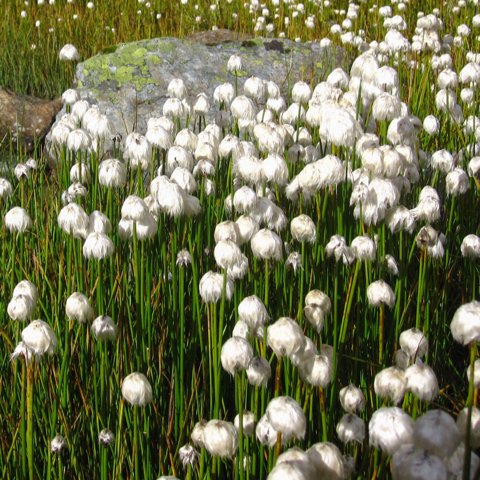 Eriophorum scheuchzeri - Vijverplanten online