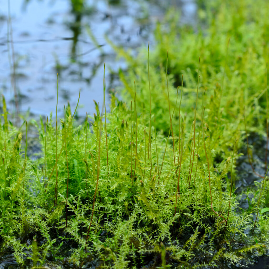 Fontinalis antipyretica - Vijverplanten online