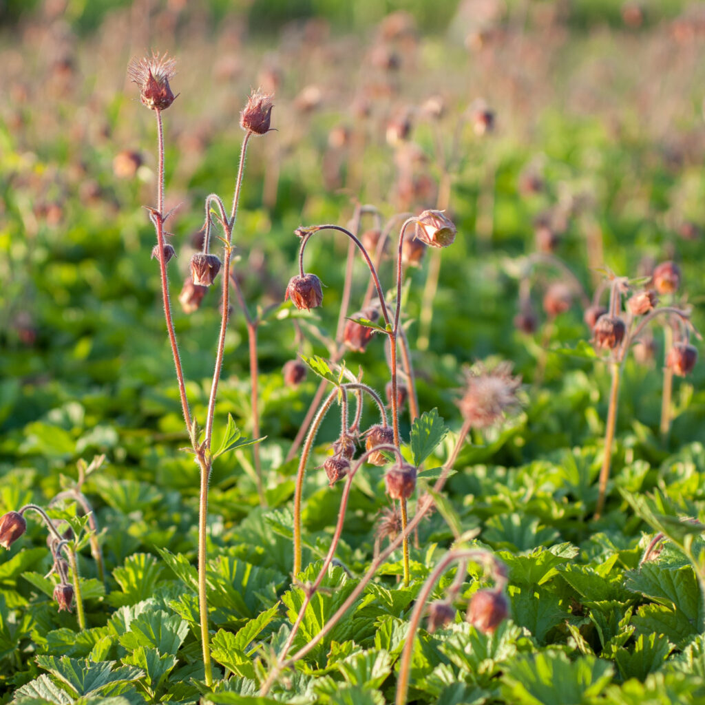 Geum rivale - Vijverplanten online