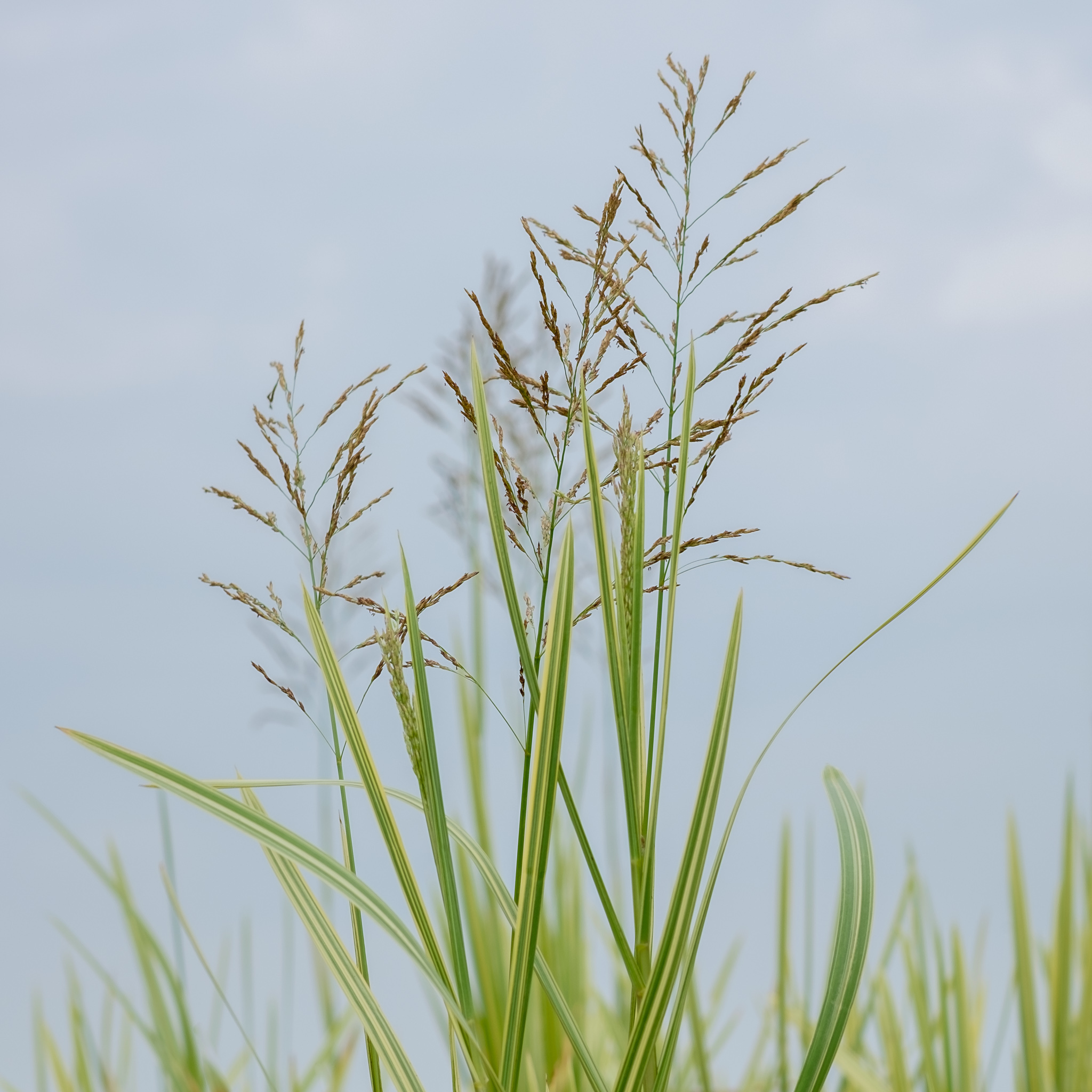 Glyceria maxima Variegata - Vijverplanten online
