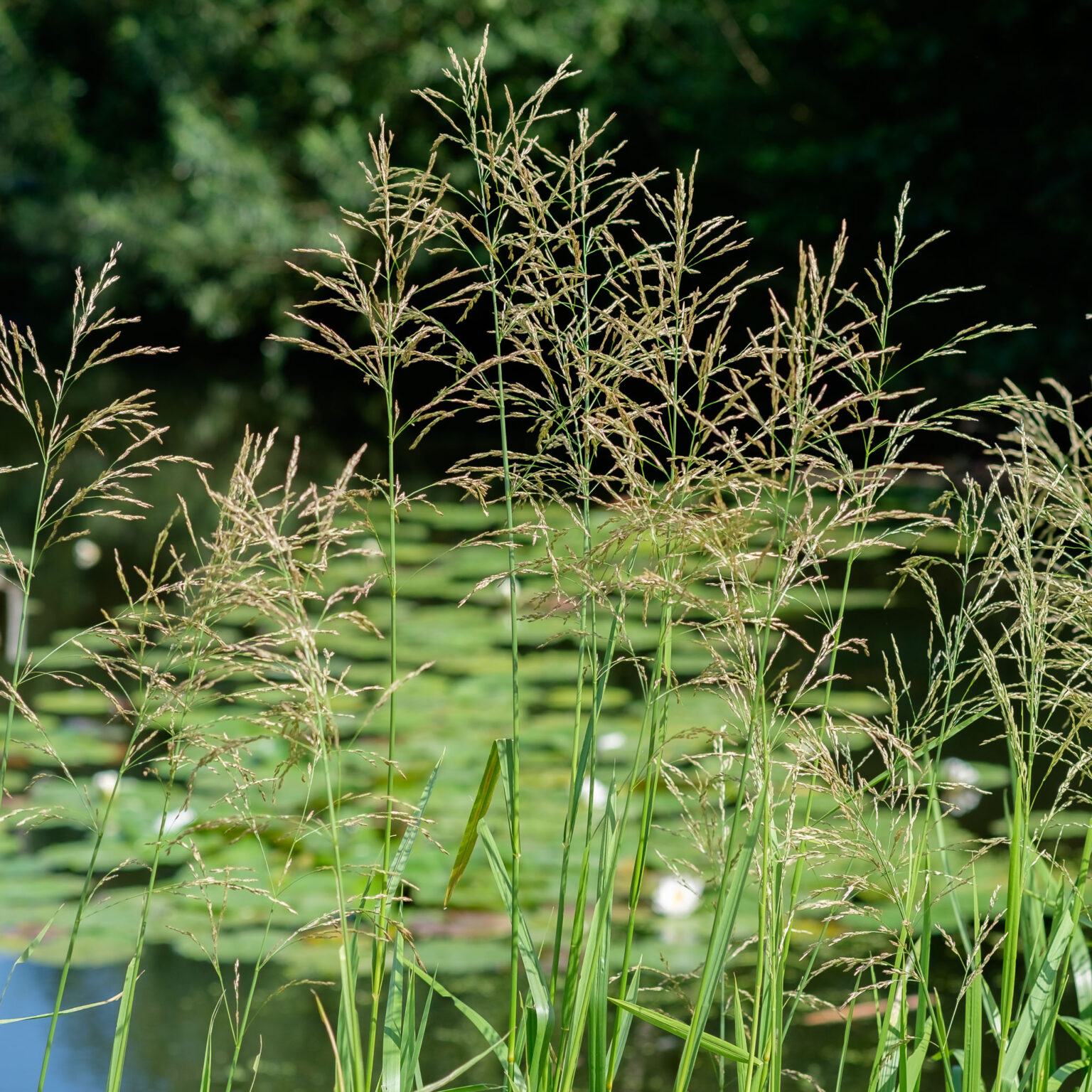 Glyceria maxima - Vijverplanten online