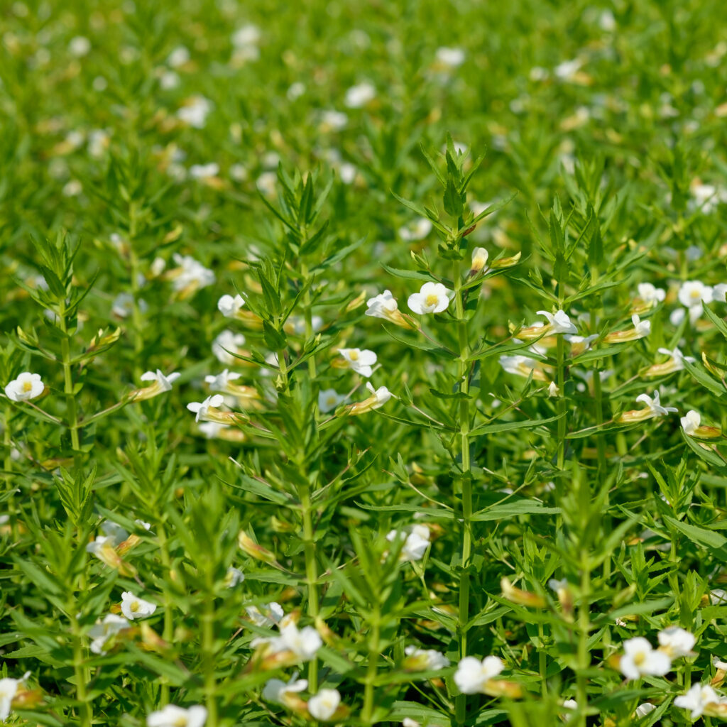 Gratiola officinalis - Vijverplanten online