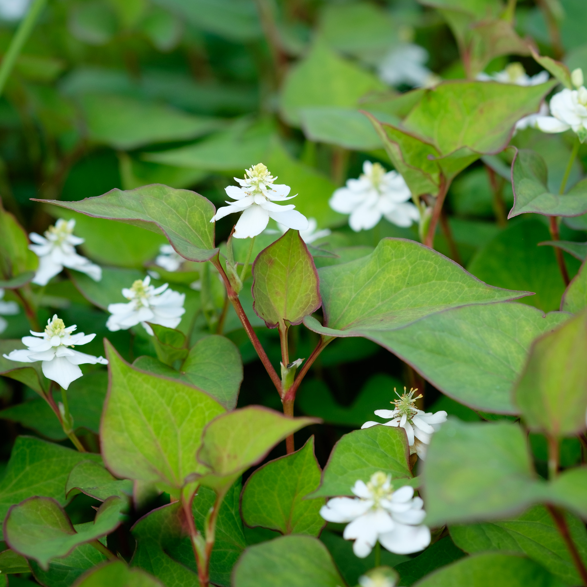 Houttuynia cordata Plena - Vijverplanten online