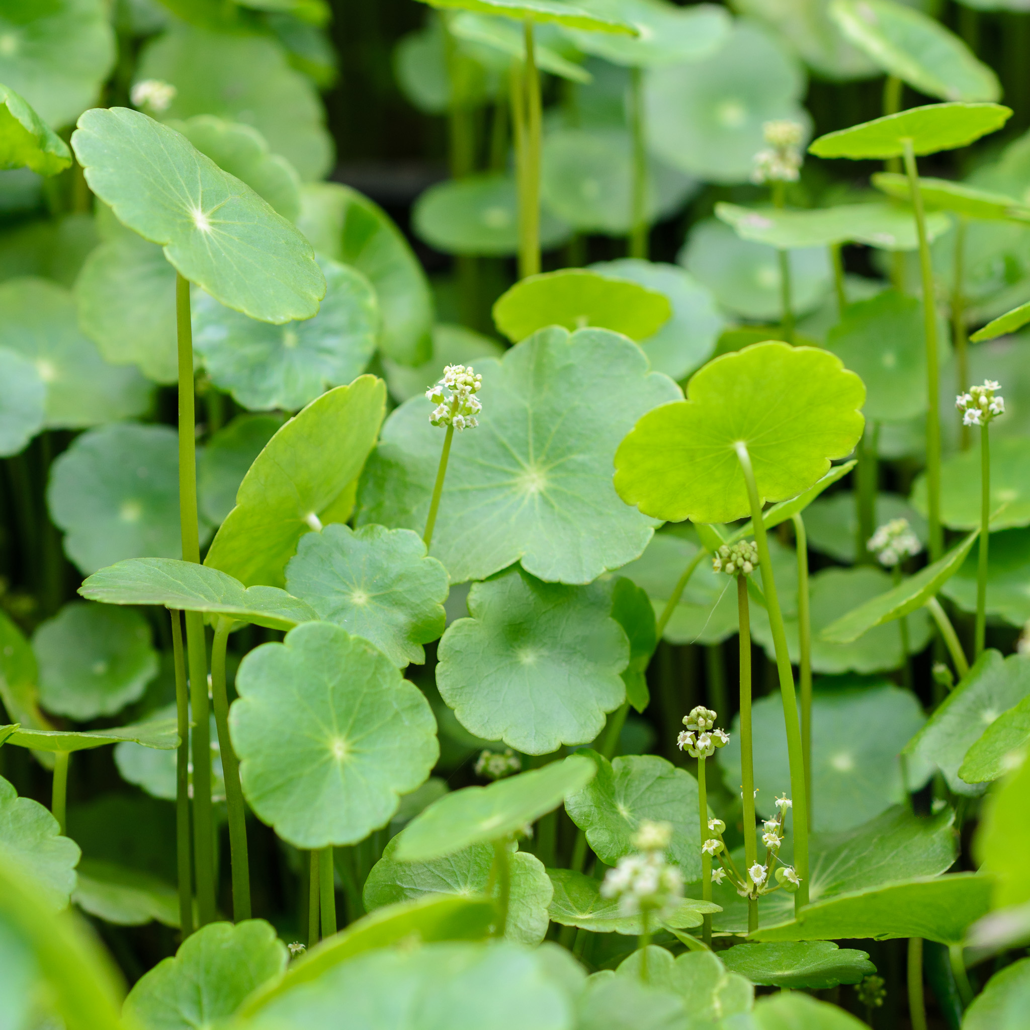 Hydrocotyle vulgaris - Vijverplanten online