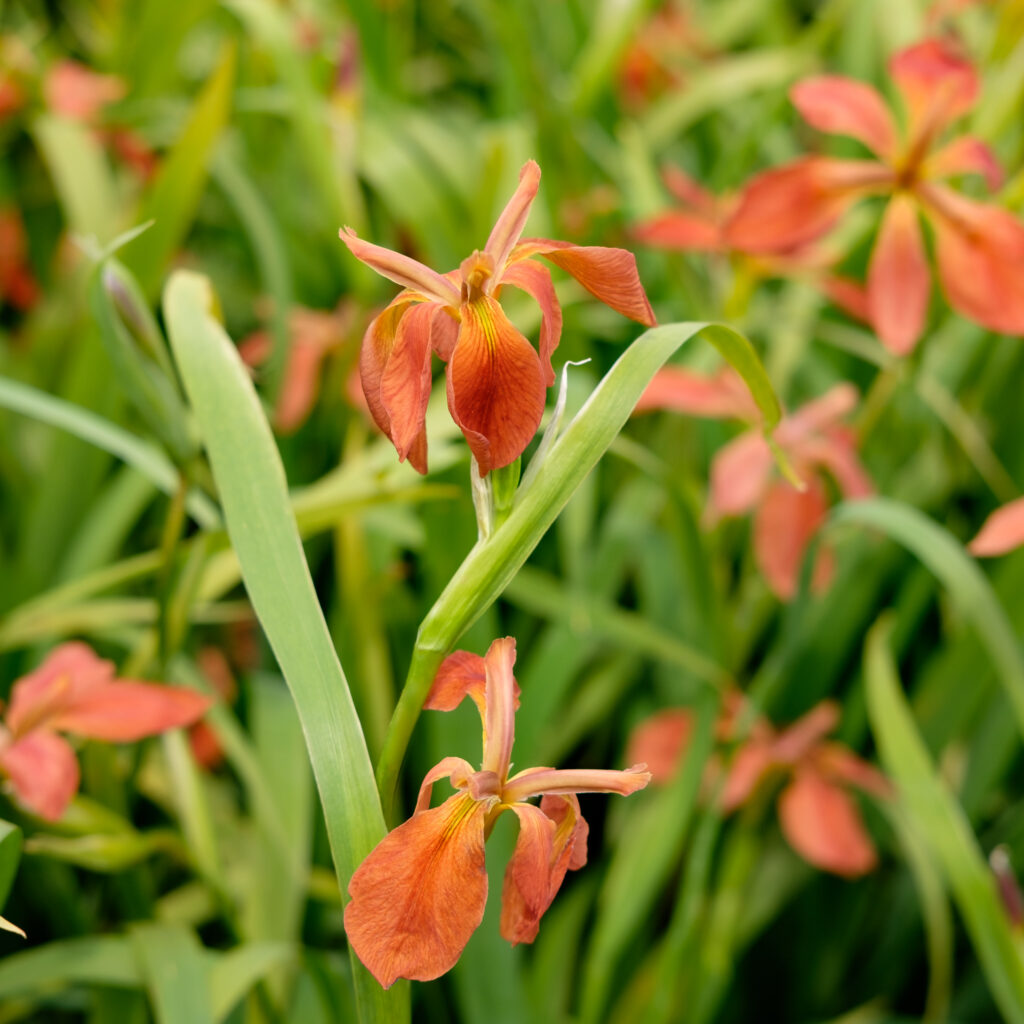 Iris fulva - Vijverplanten online