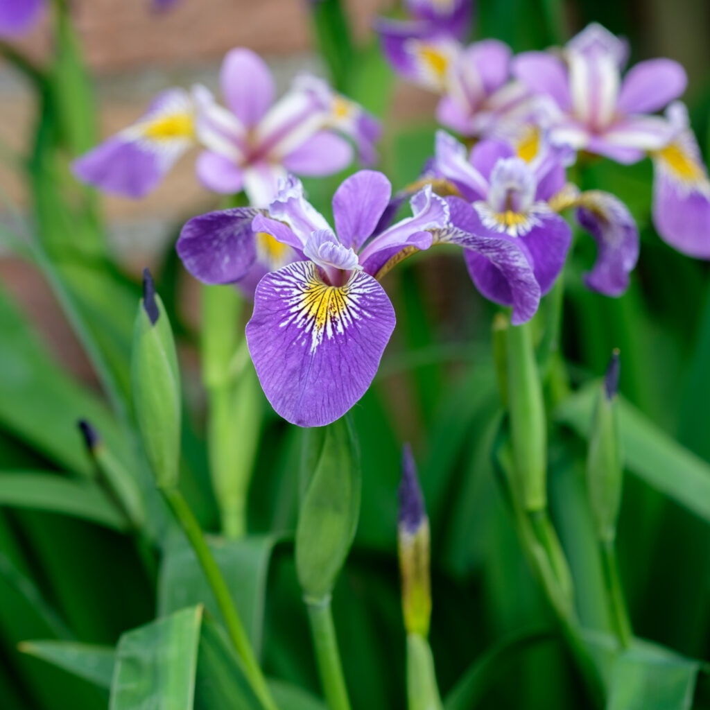 Iris Holdens Child - Vijverplanten online