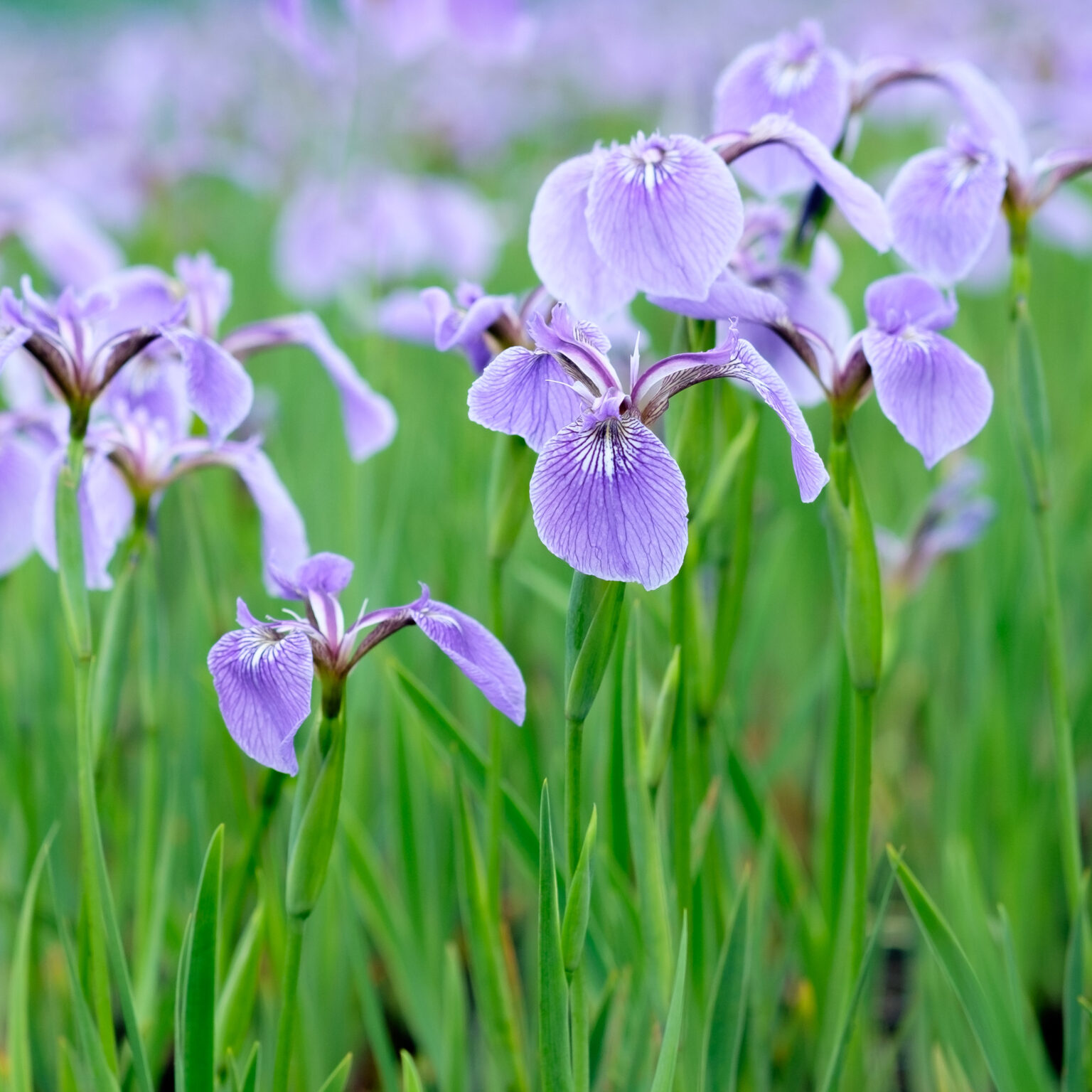 Iris setosa - Vijverplanten online