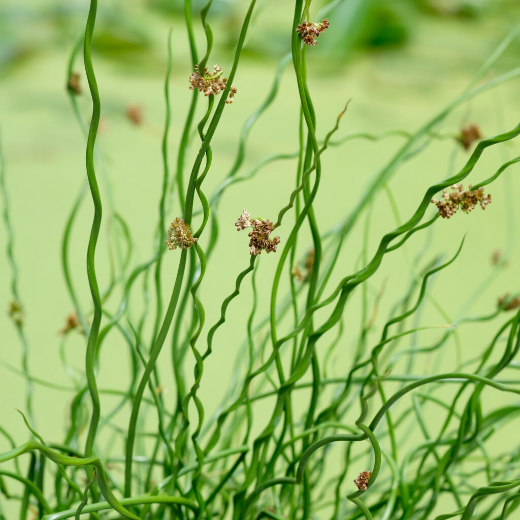 Juncus effusus Spiralis - Vijverplanten online