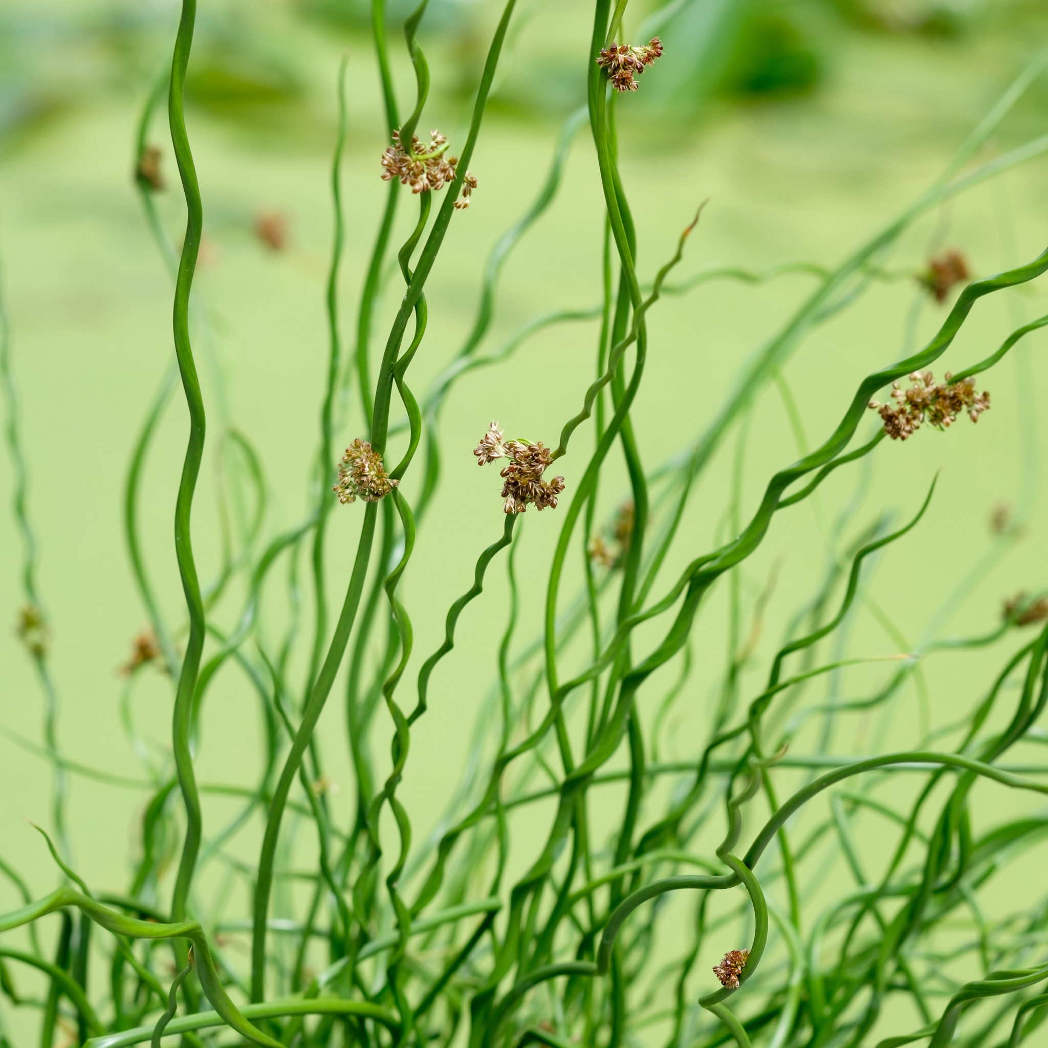 Juncus effusus Spiralis - Vijverplanten online