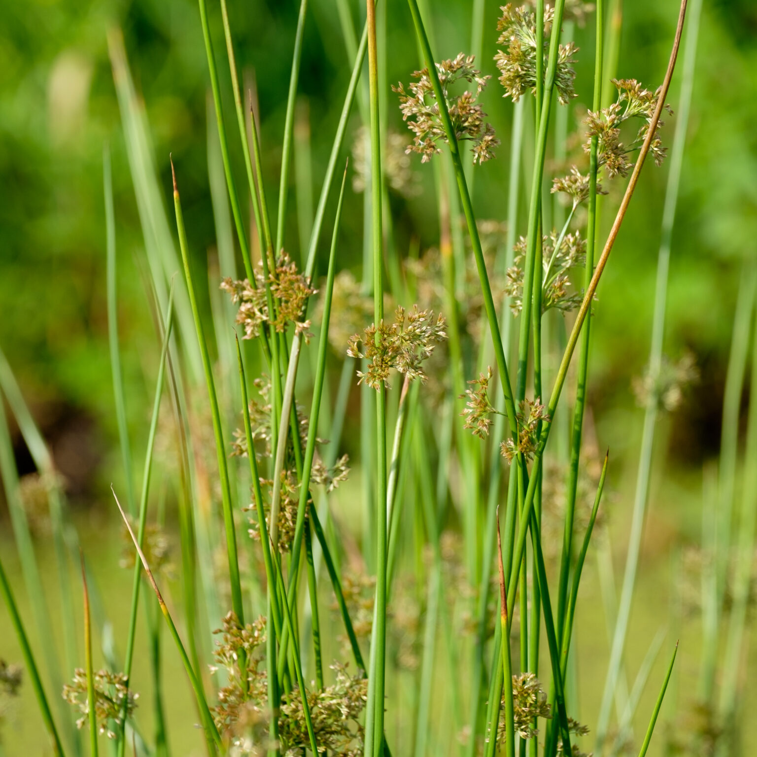 Juncus effusus - Vijverplanten online