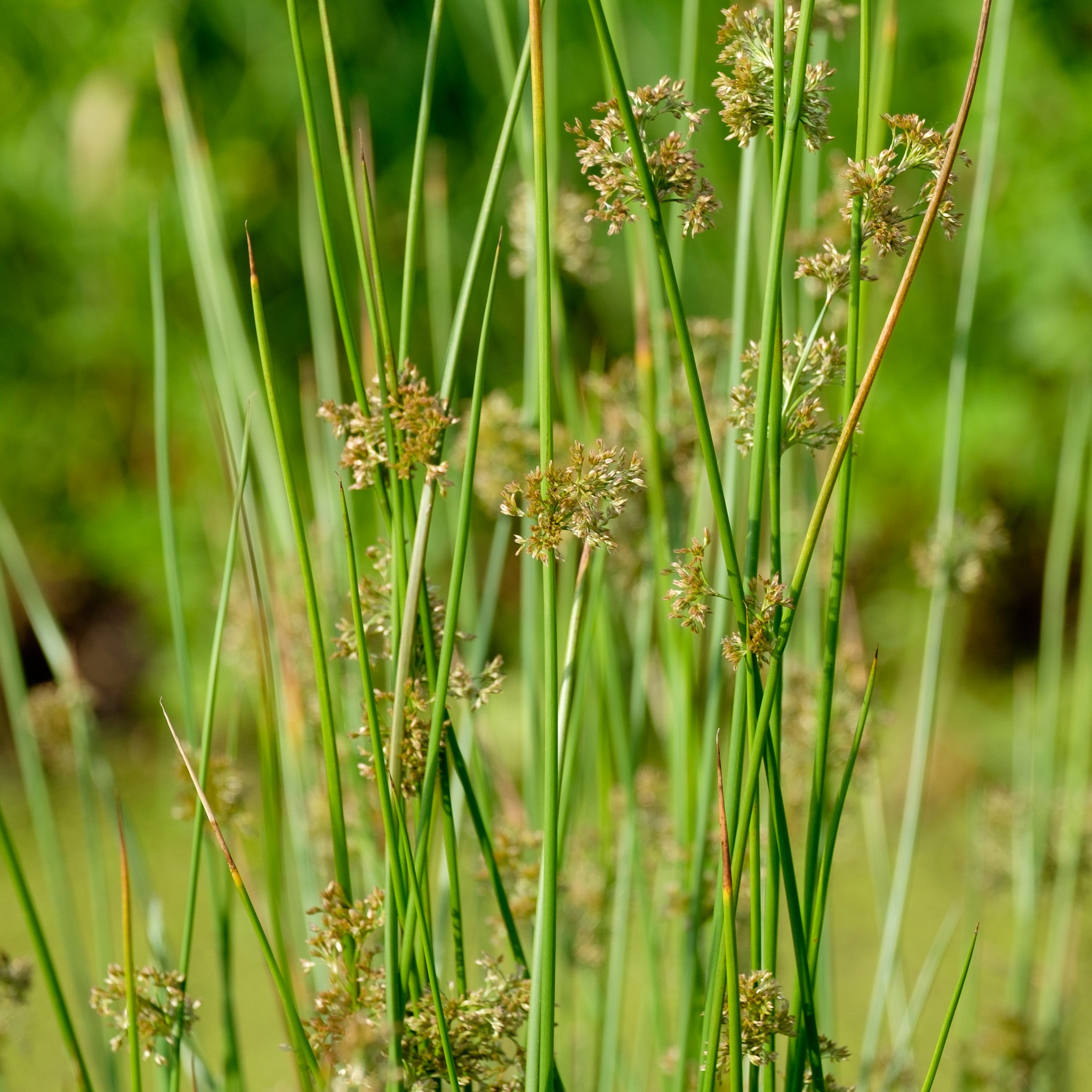 Juncus effusus - Vijverplanten online