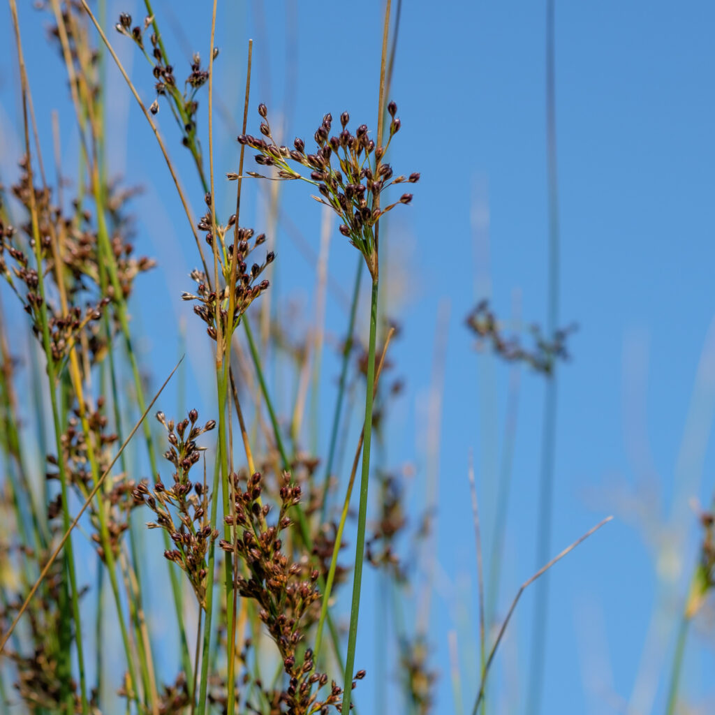 Juncus inflexus - Vijverplanten online