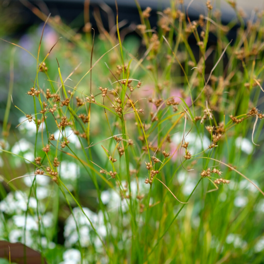 Juncus tenuis - Vijverplanten online
