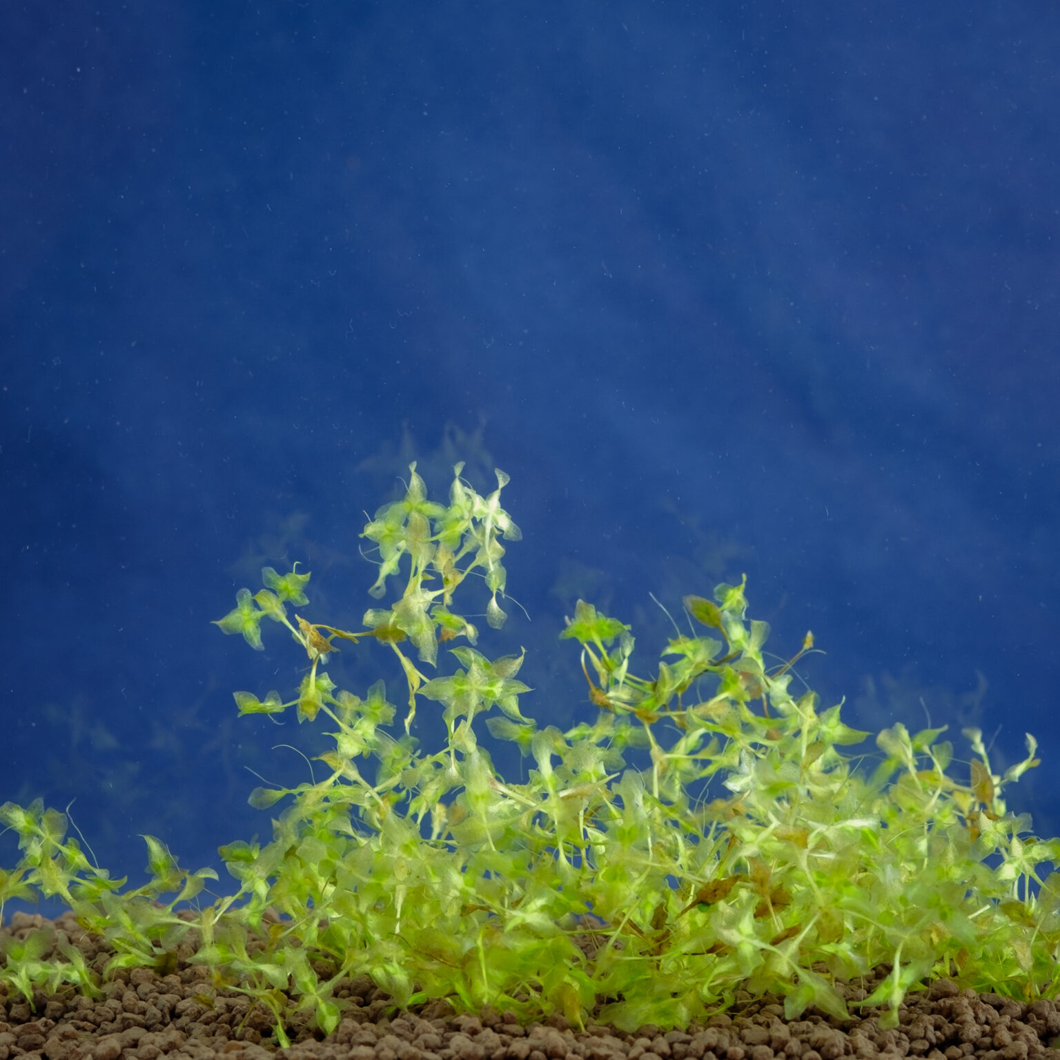 Lemna trisulca - Vijverplanten online
