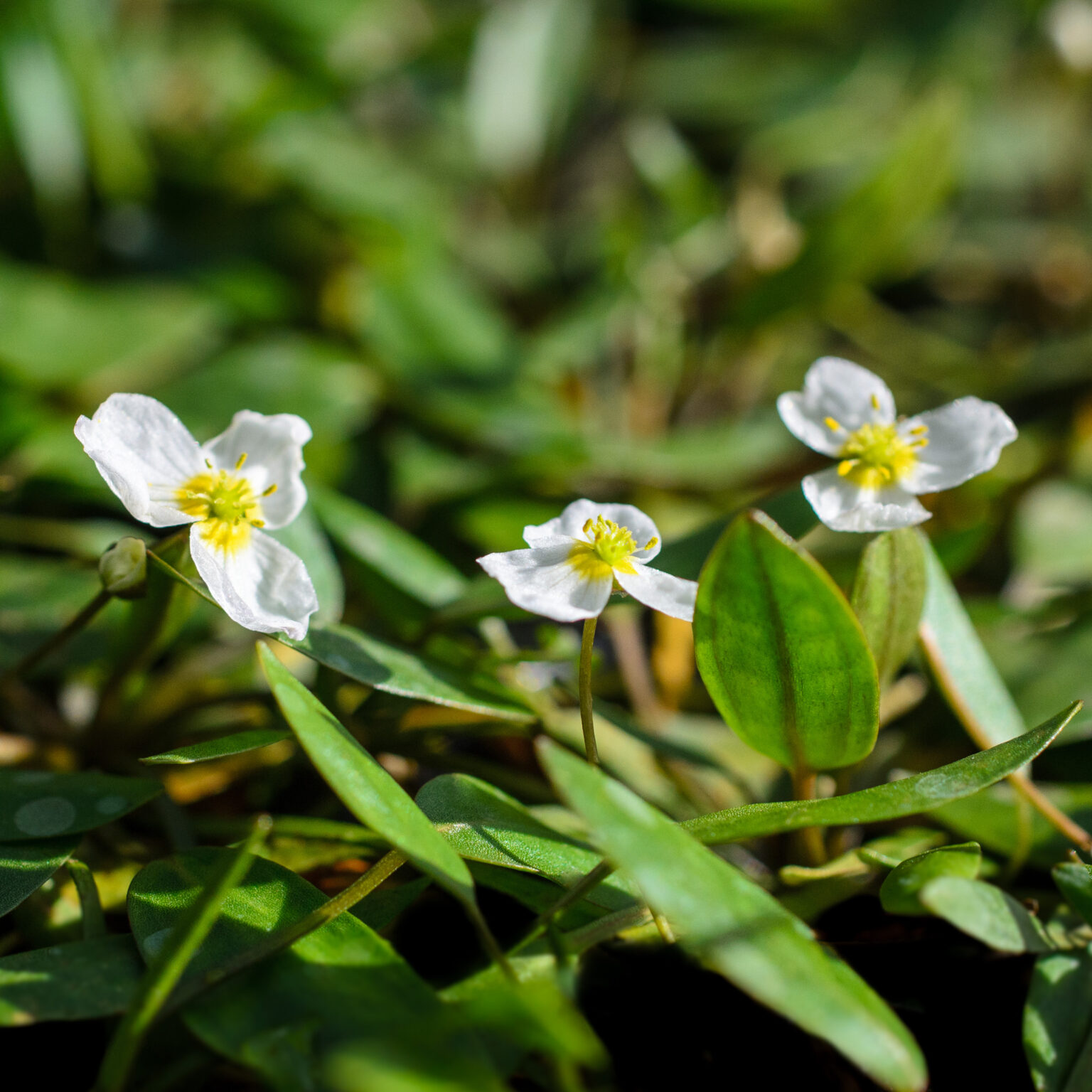 Luronium natans - Vijverplanten online