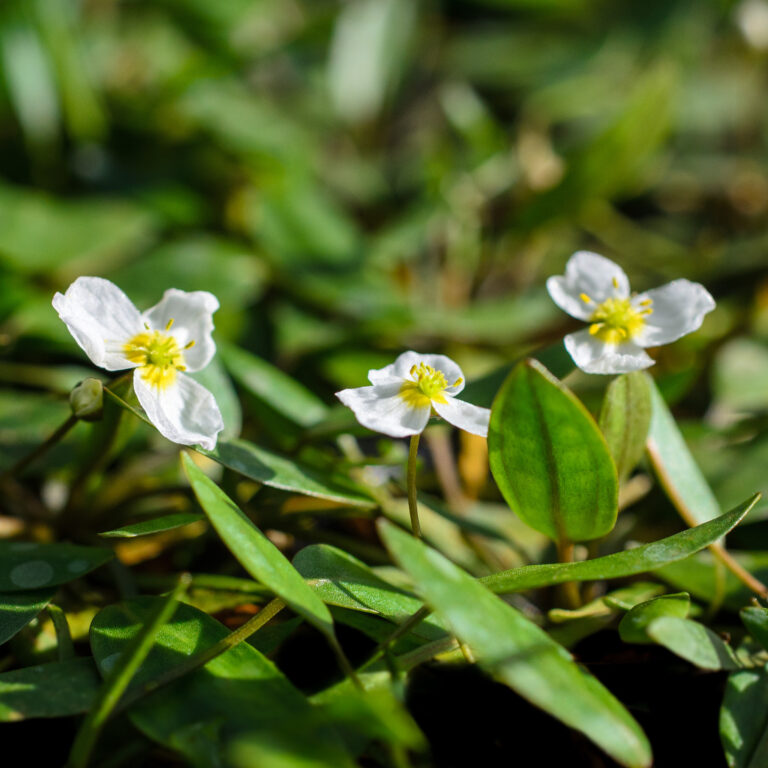 Luronium natans - Vijverplanten online