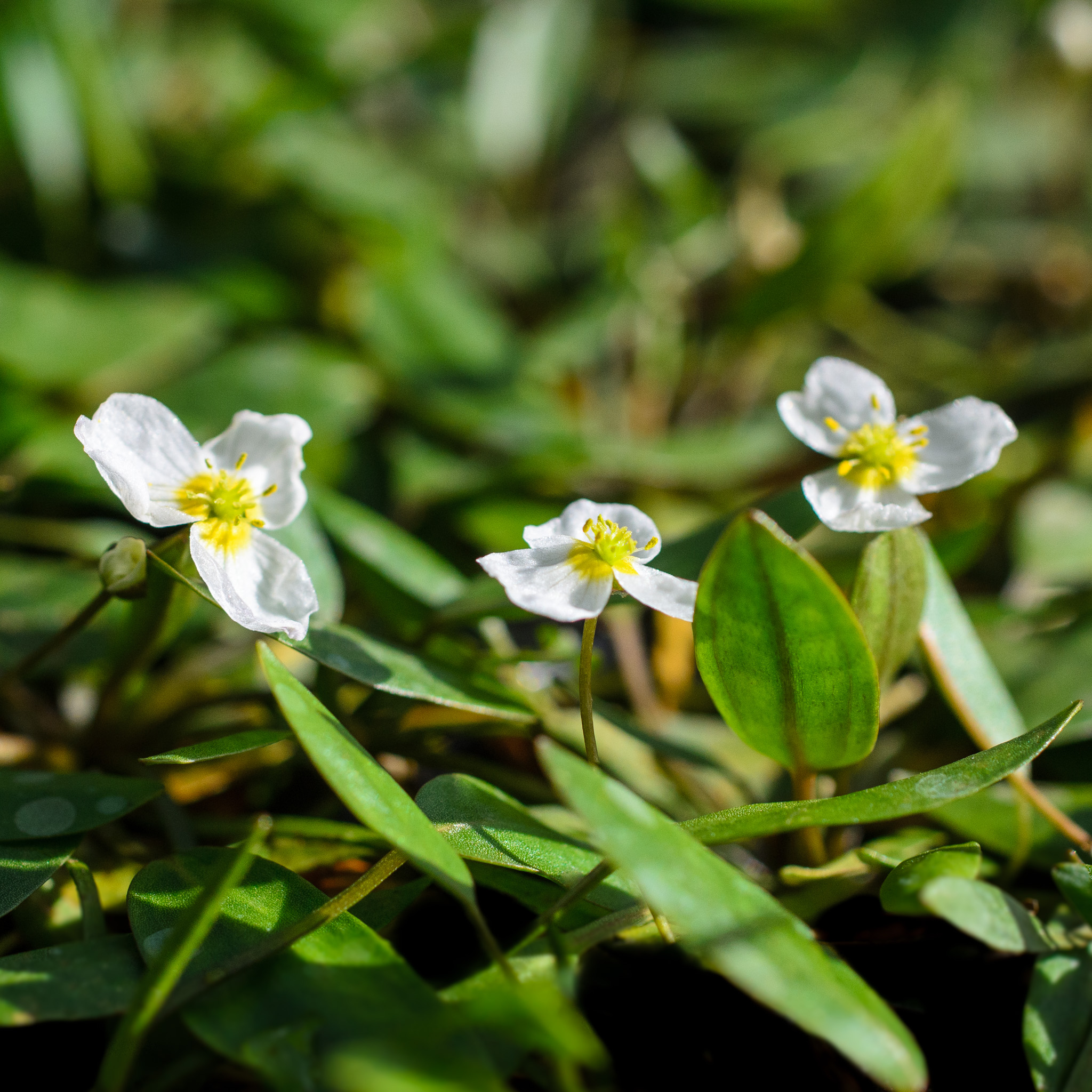 Luronium natans - Vijverplanten online