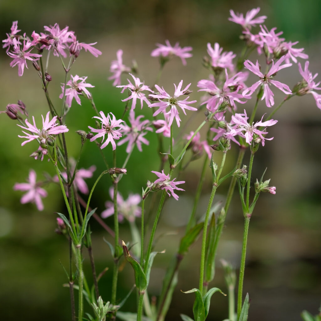 Lychnis flos-cuculi - Vijverplanten online