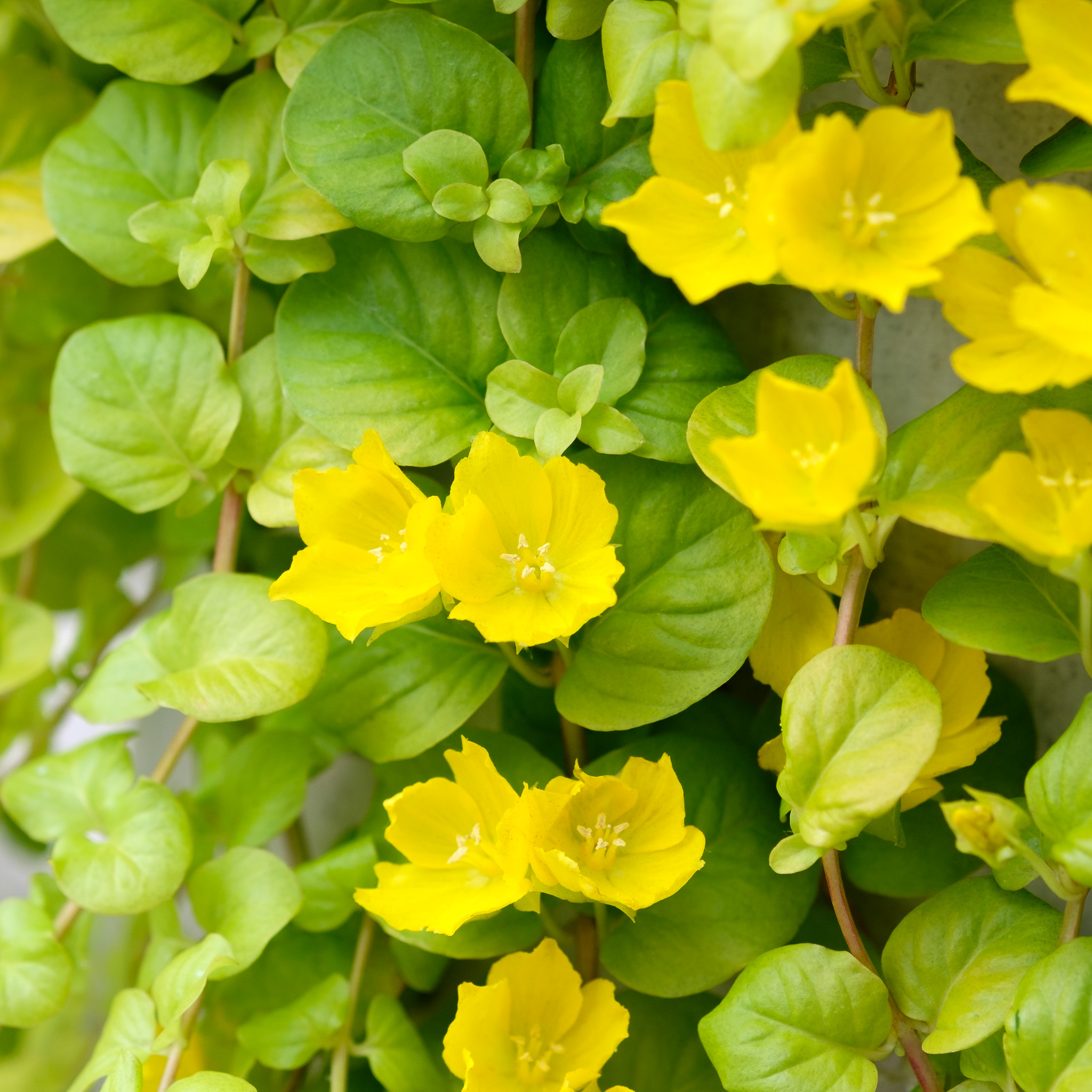 Lysimachia nummularia Aurea - Vijverplanten online