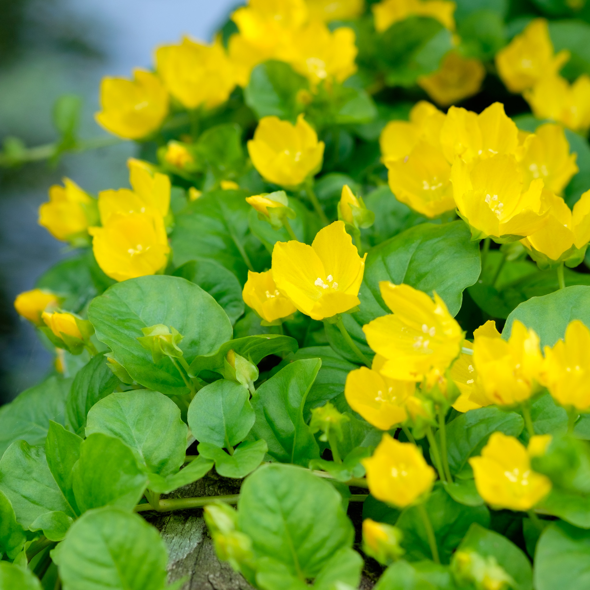 Lysimachia nummularia - Vijverplanten online