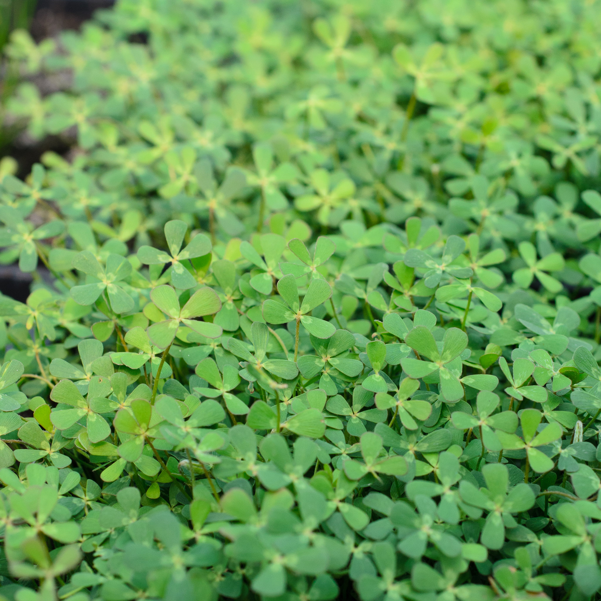Marsilea quadrifolia - Vijverplanten online