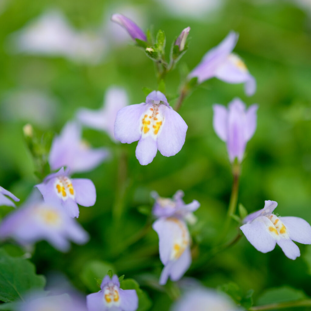 Mazus reptans - Vijverplanten online