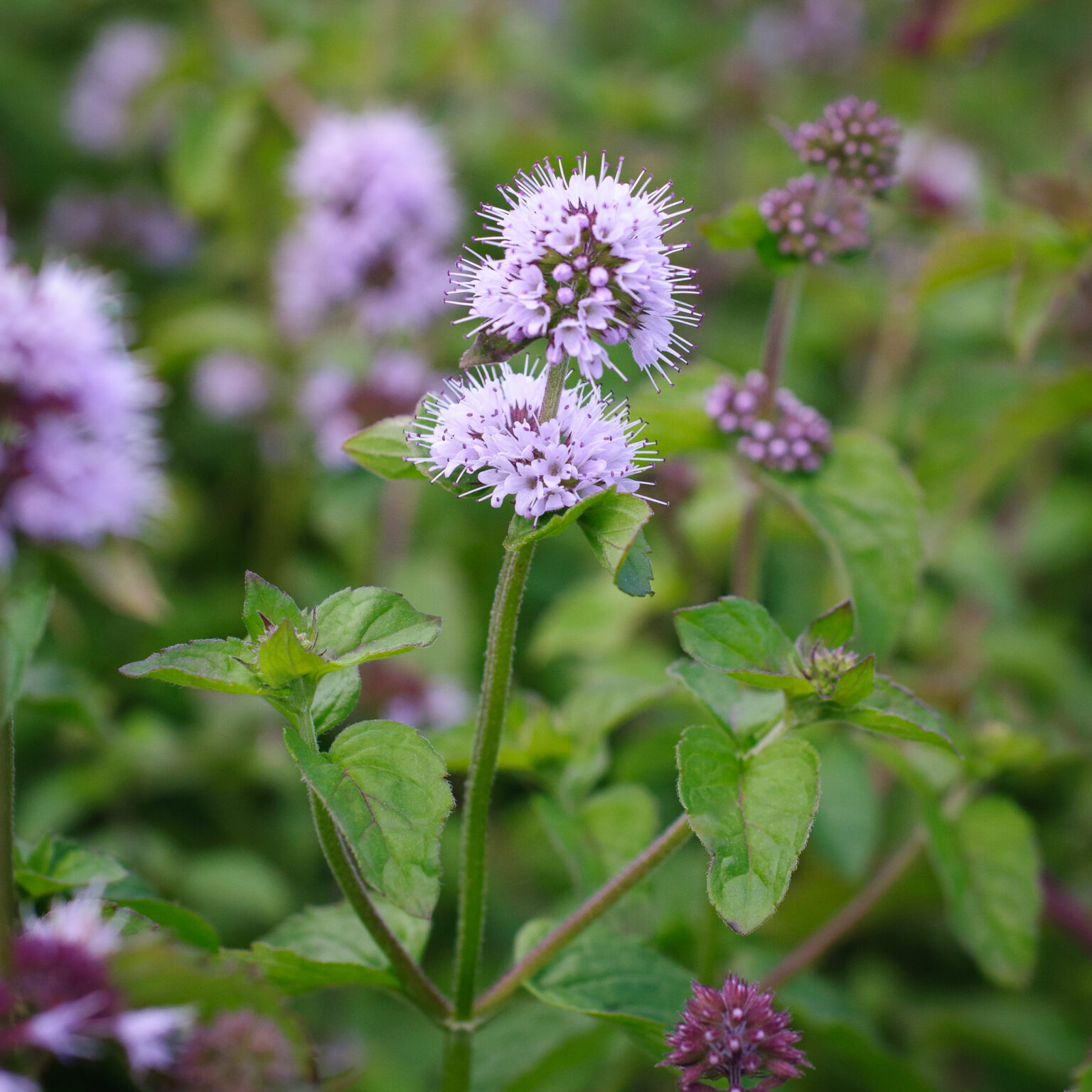 Mentha aquatica - Vijverplanten online