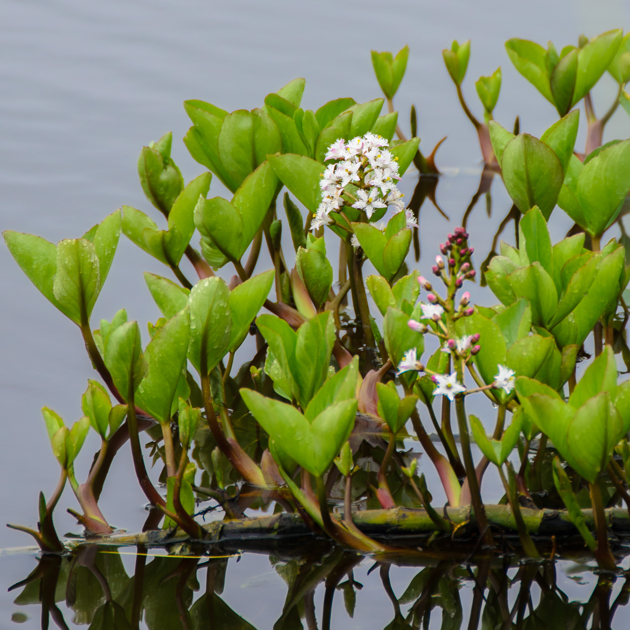 Menyanthes trifoliata - Vijverplanten online