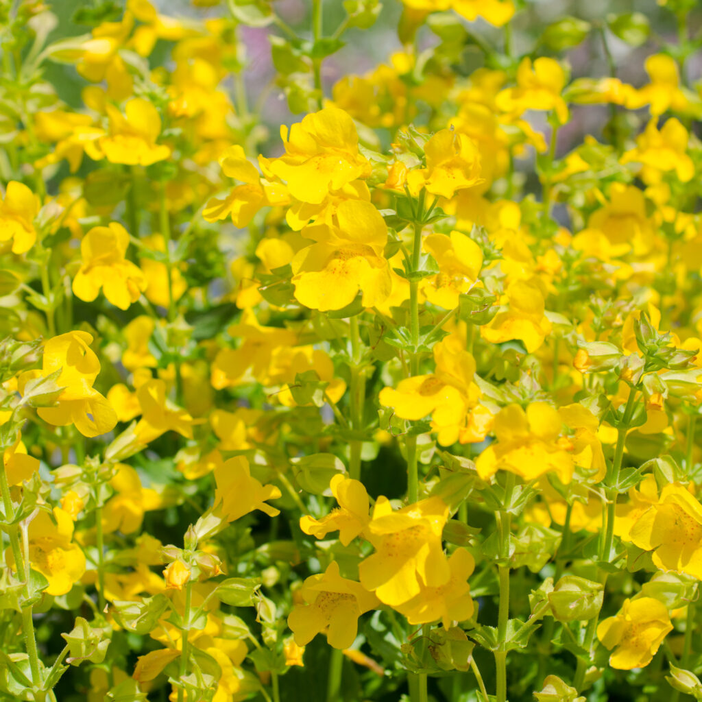 Mimulus guttatus - Vijverplanten online