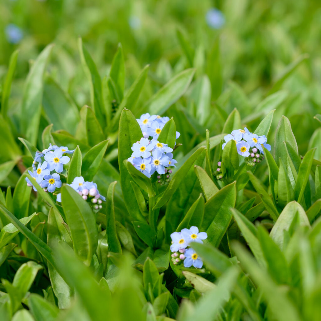 Myosotis scorpioides Semperflorens - Vijverplanten online