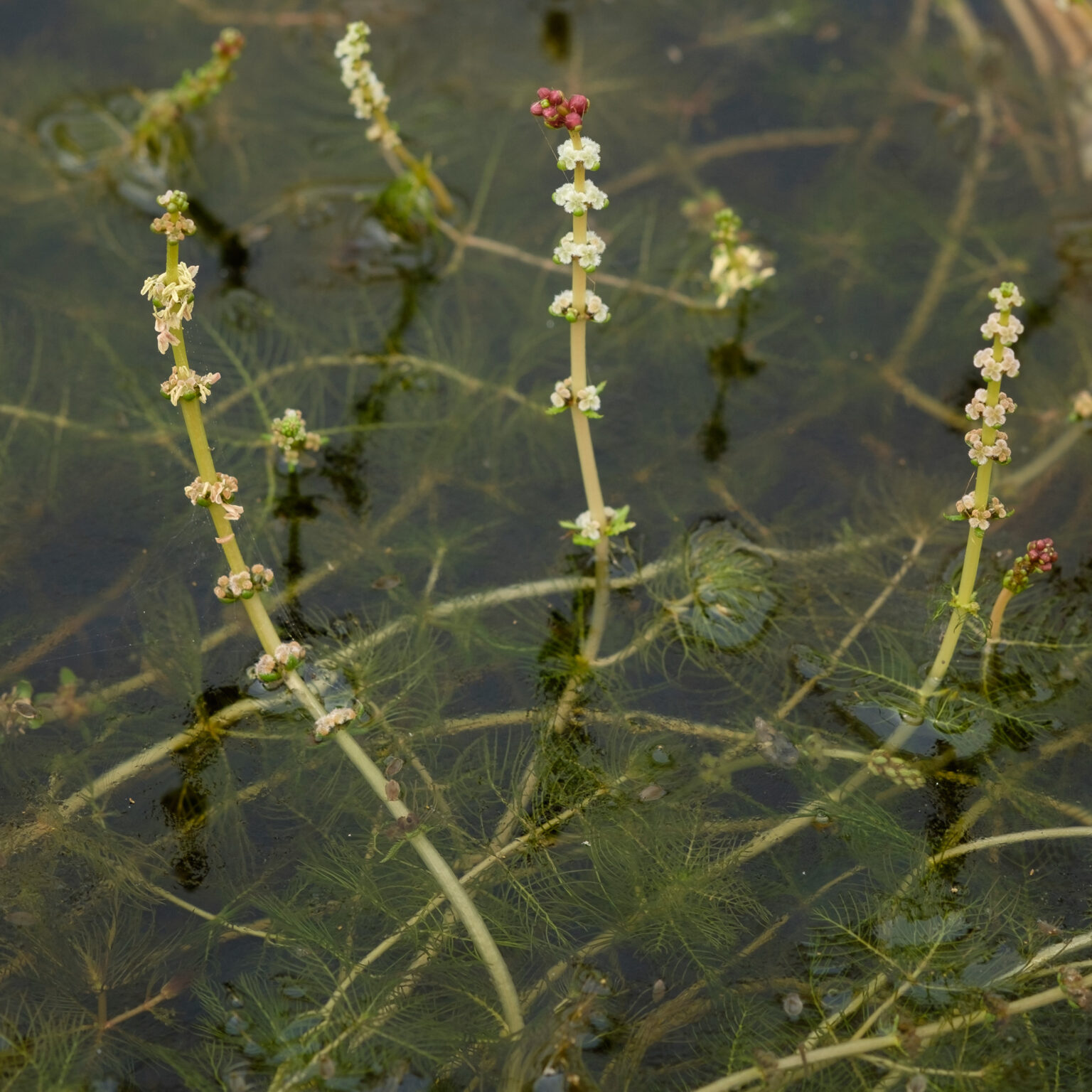 Myriophyllum spicatum - Vijverplanten online