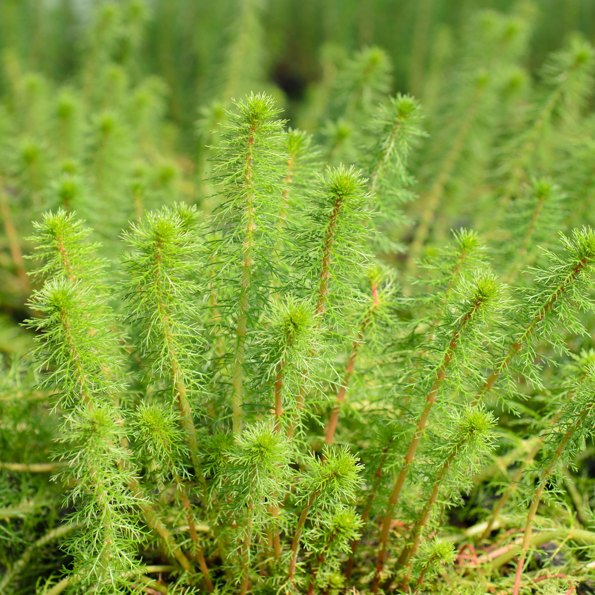 Myriophyllum verticillatum - Vijverplanten online