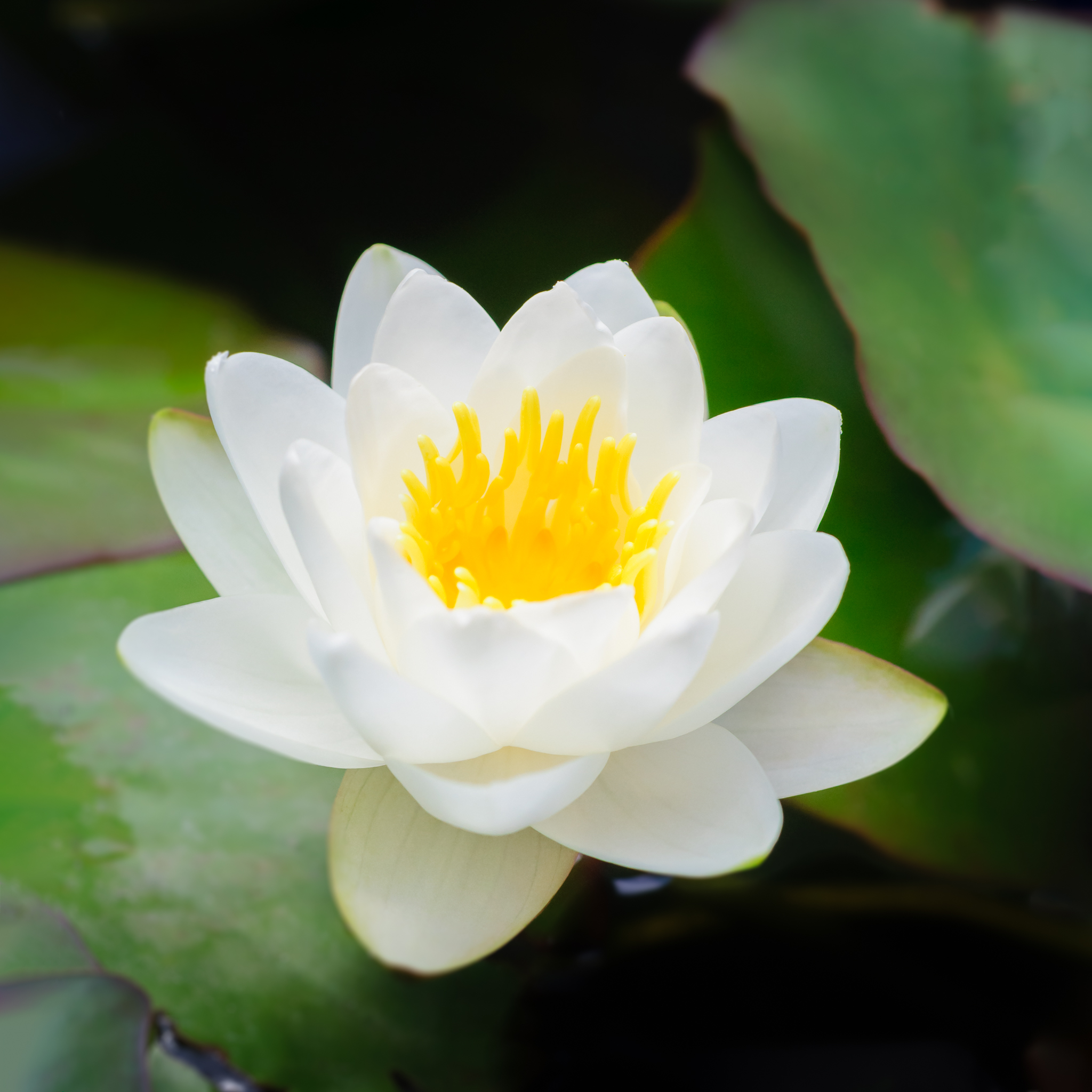 Nymphaea alba - Vijverplanten online